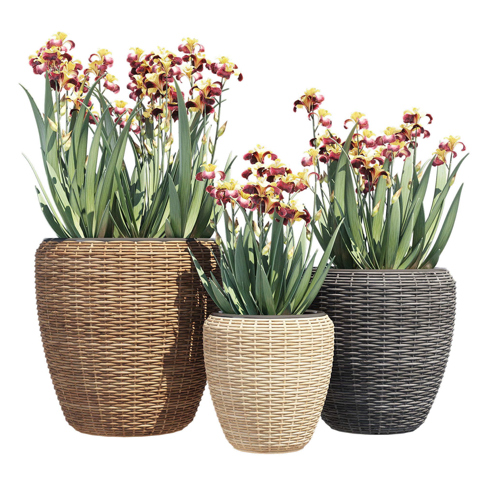 Iris pot 3D model | CGTrader