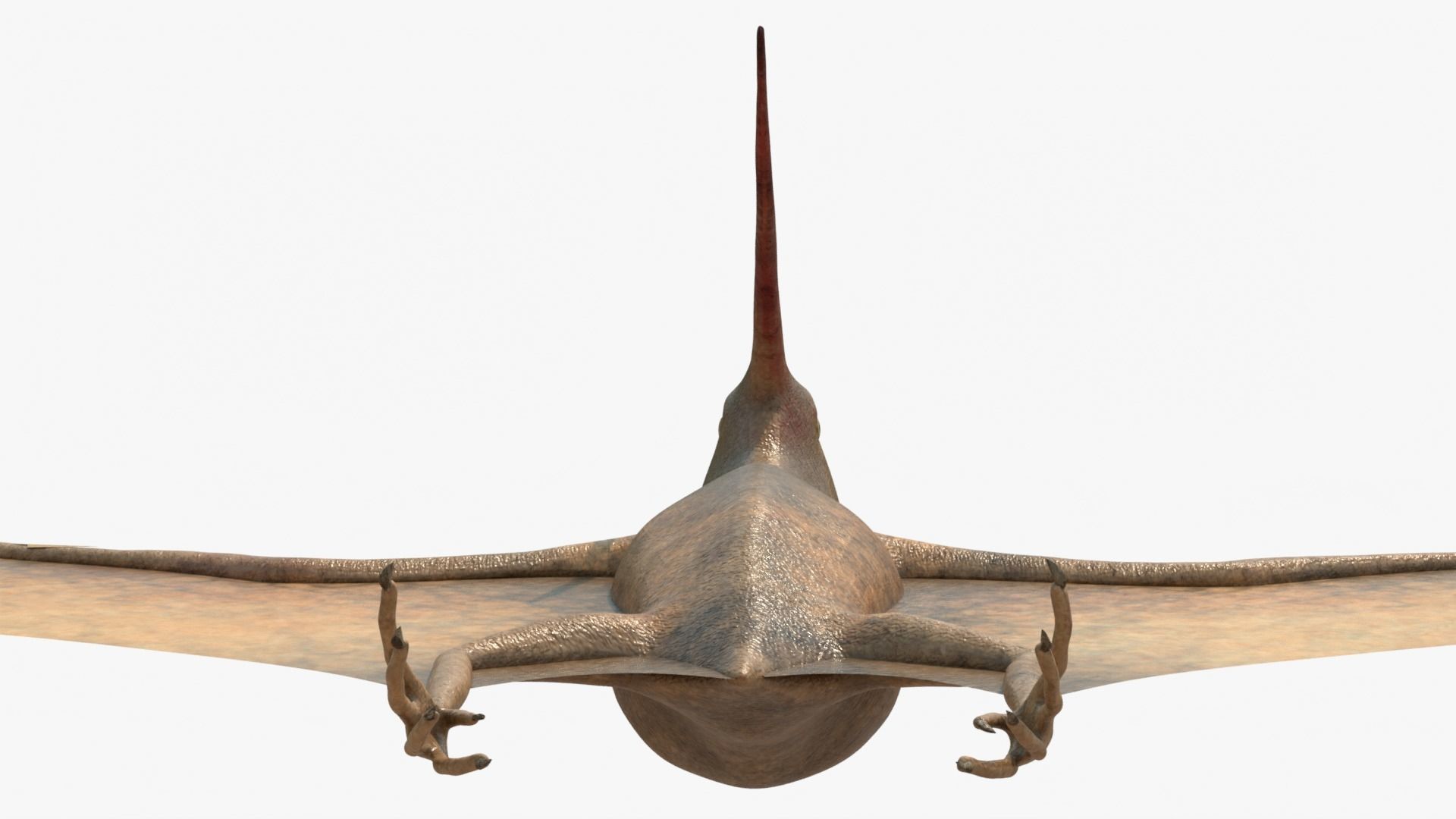 3D model 4K Realistic Pteranodon VR / AR / low-poly | CGTrader