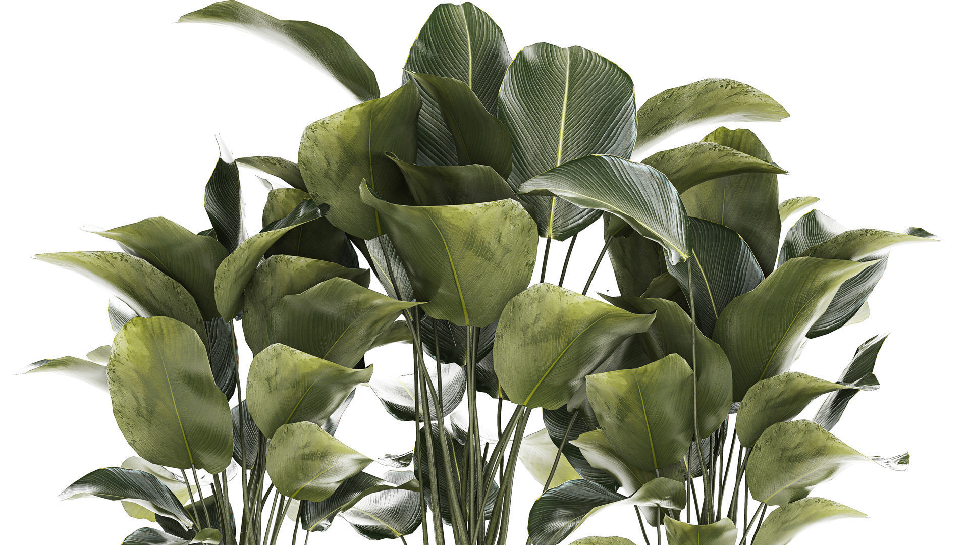 Beautiful Plant Bush Calathea Lutea Flowerpot 1309 3D model | CGTrader