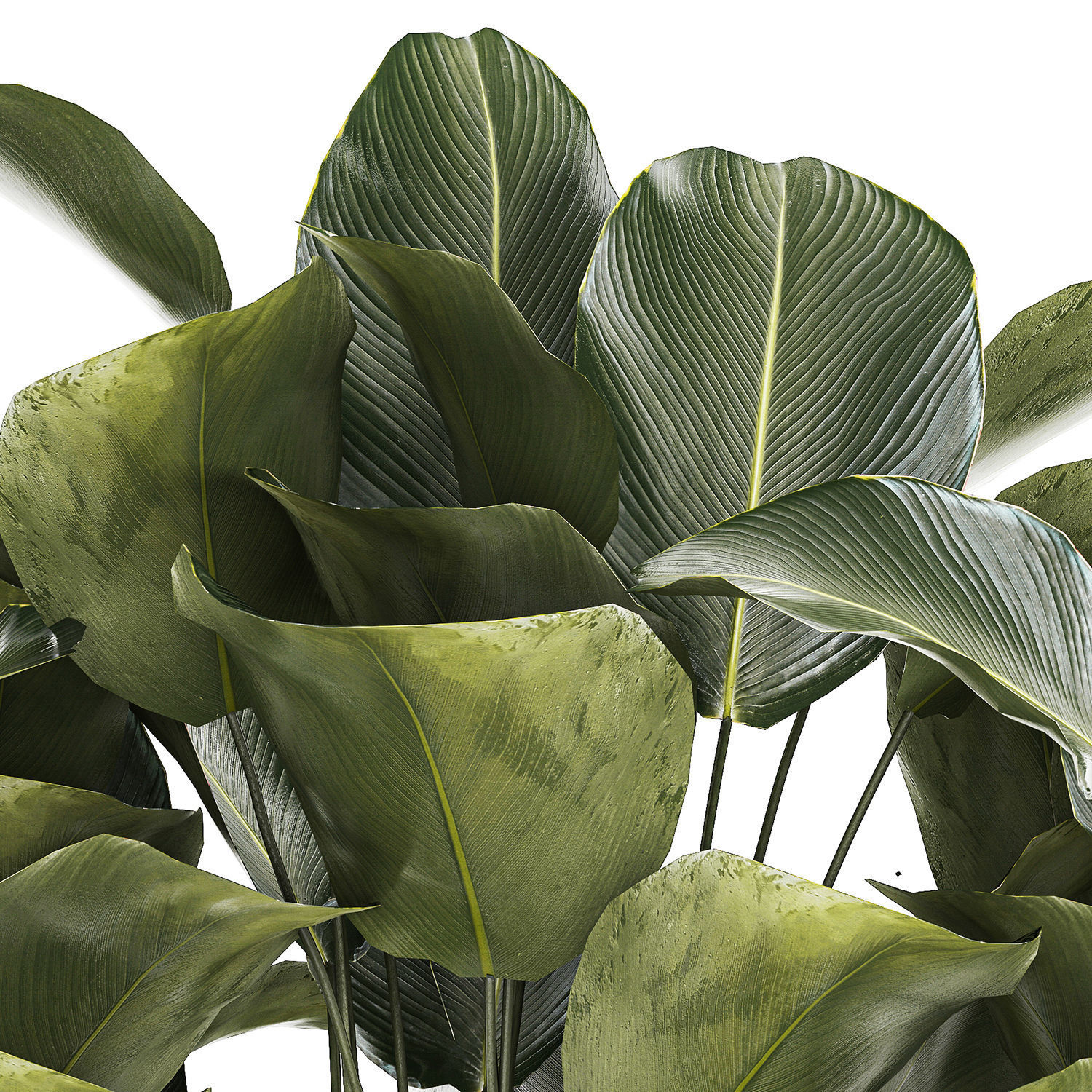 Beautiful Plant Bush Calathea Lutea Flowerpot 1309 3D model | CGTrader