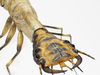 Acilius Sulcatus Larvae 3D model | CGTrader