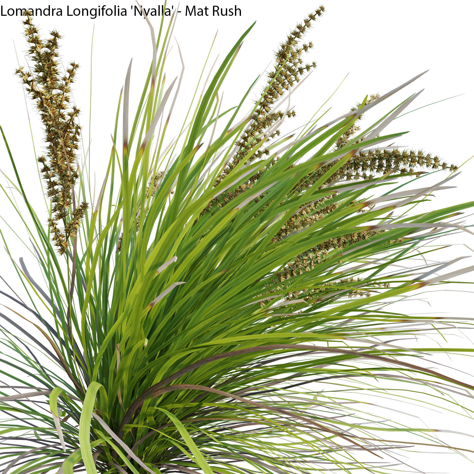 Lomandra Longifolia Nyalla - Mat Rush 02 3D model | CGTrader