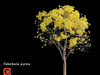 Tree - Plant - Tabebuia aurea - Plantae - Bignoniaceae 3D model | CGTrader