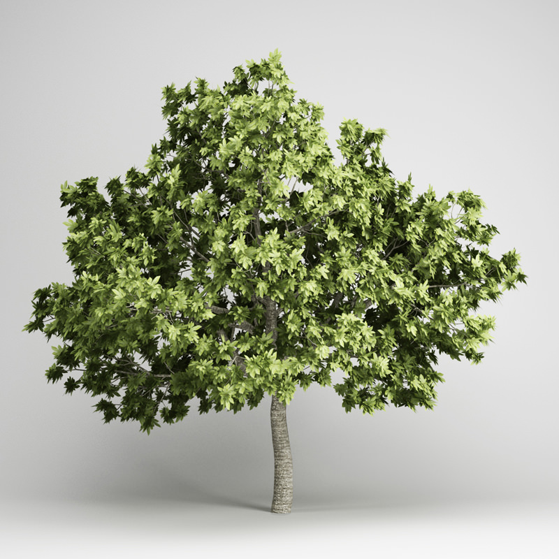 Common Fig 3D model | CGTrader