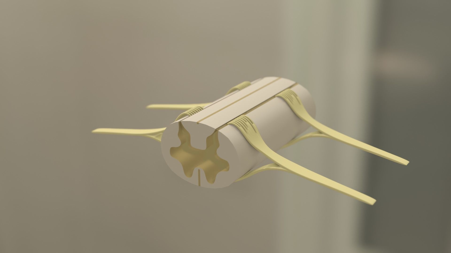 Spinal Cord Segment 3D model | CGTrader