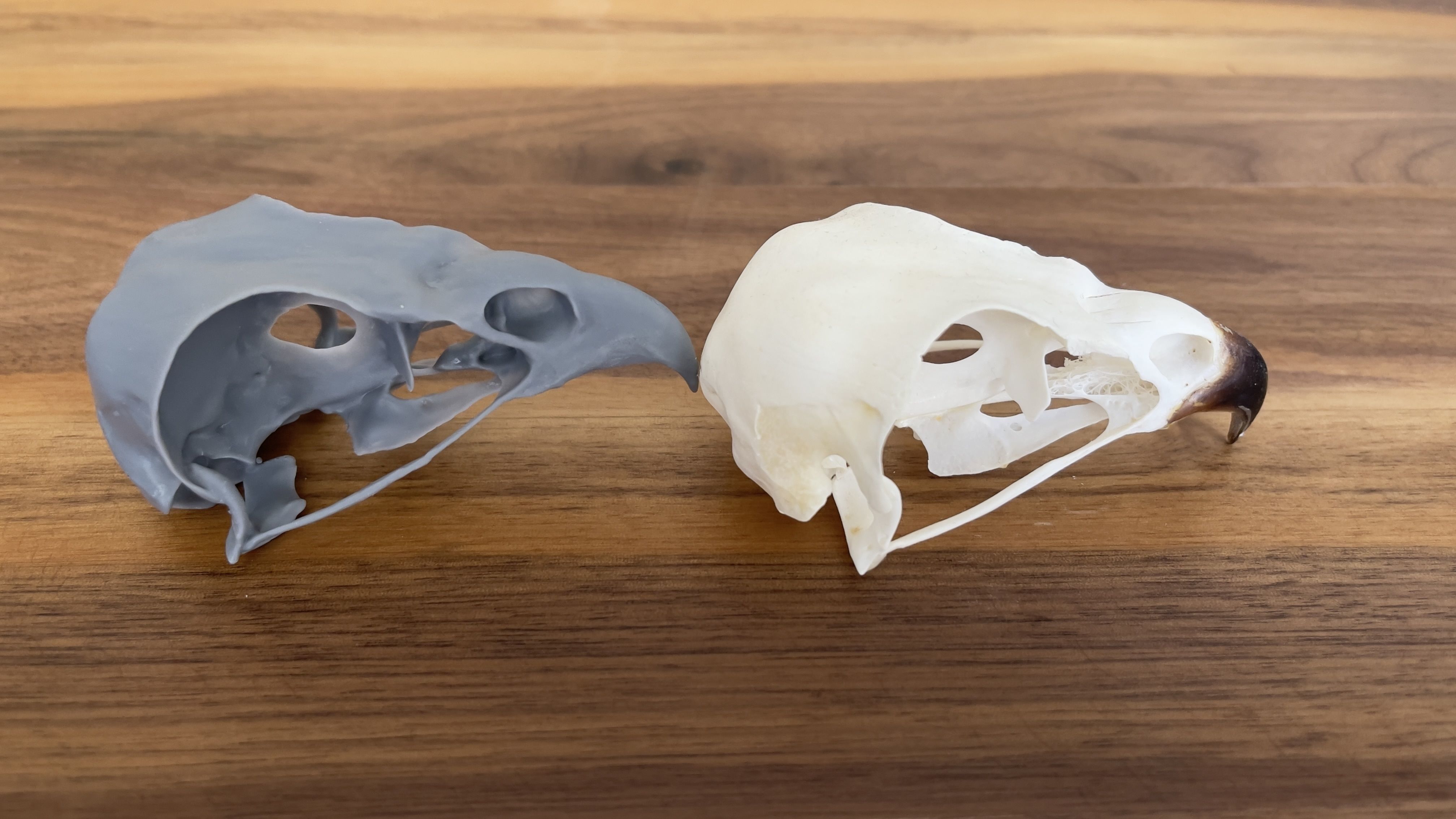 buzzard skull 3D model 3D printable | CGTrader