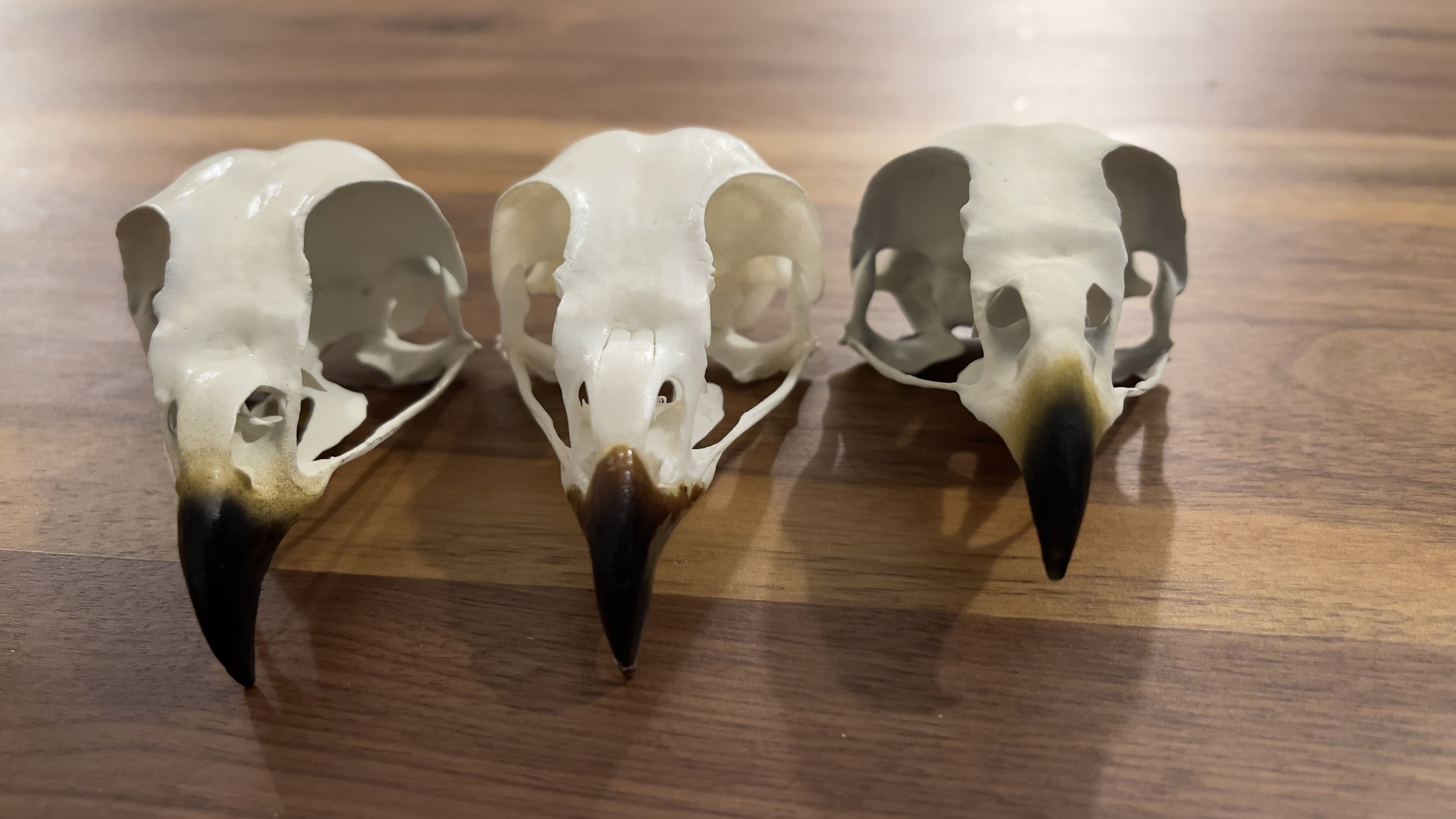 buzzard skull 3D model 3D printable | CGTrader