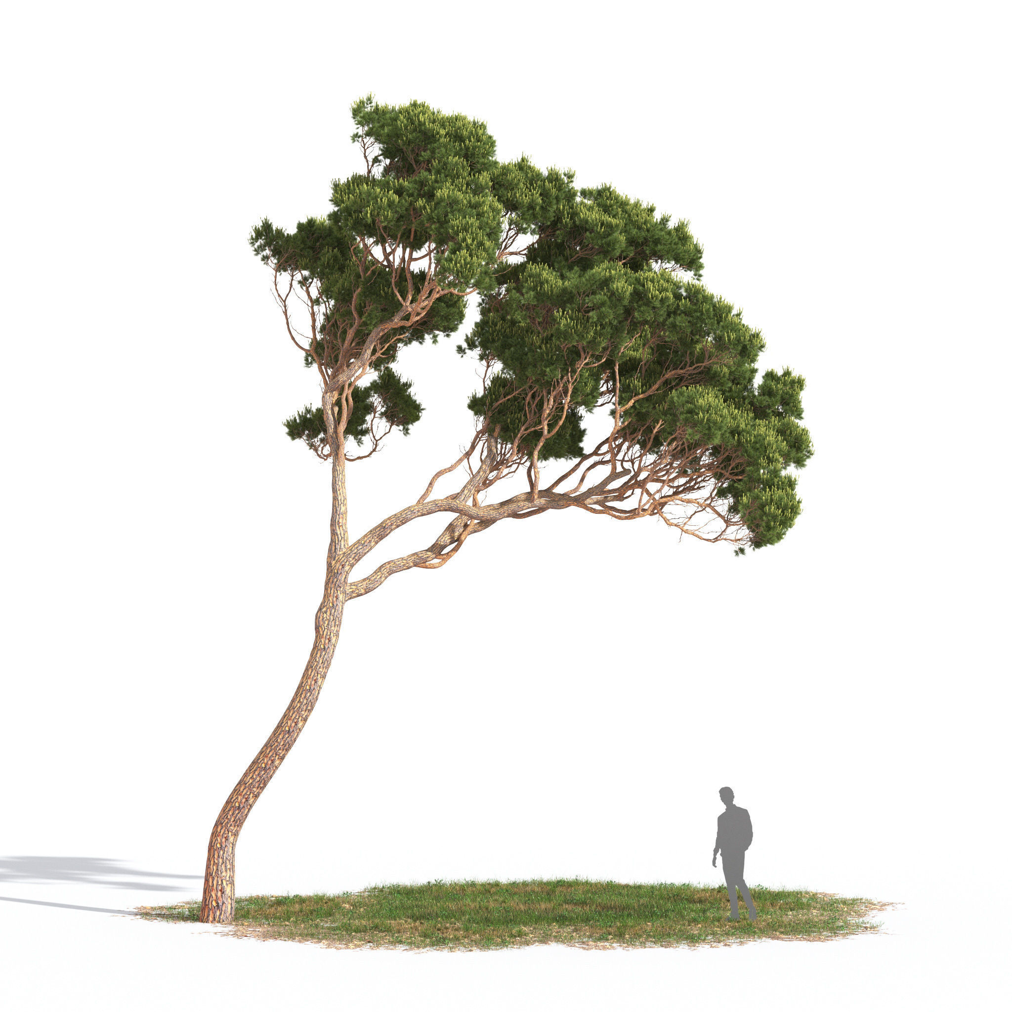 Archmodels vol 269 for c4d - collection of Mediterranean trees 3D model ...