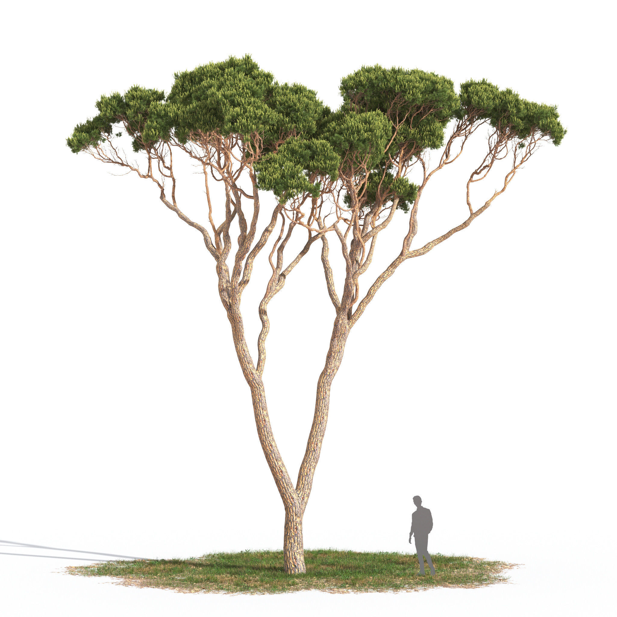 Archmodels vol 269 for c4d - collection of Mediterranean trees 3D model | CGTrader