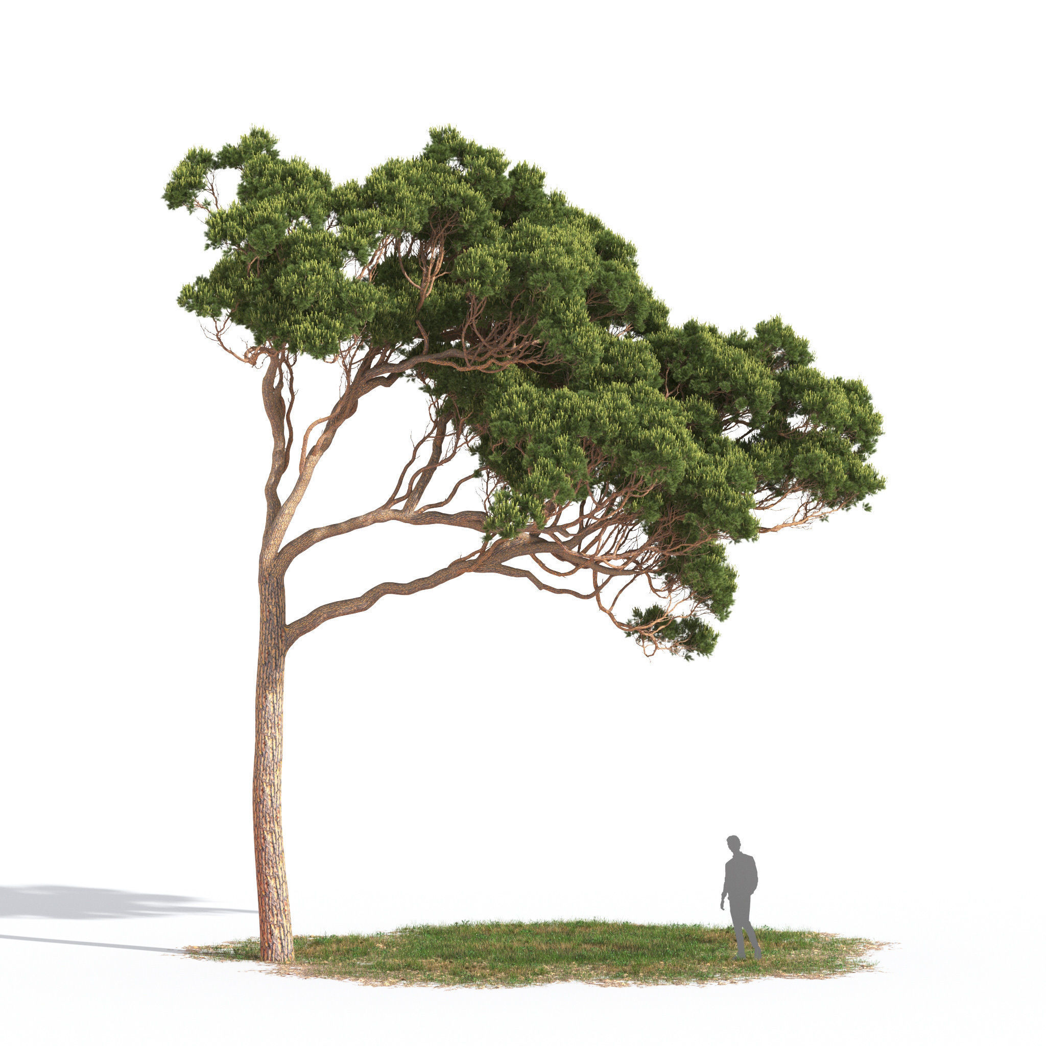 Archmodels vol 269 for c4d - collection of Mediterranean trees 3D model ...