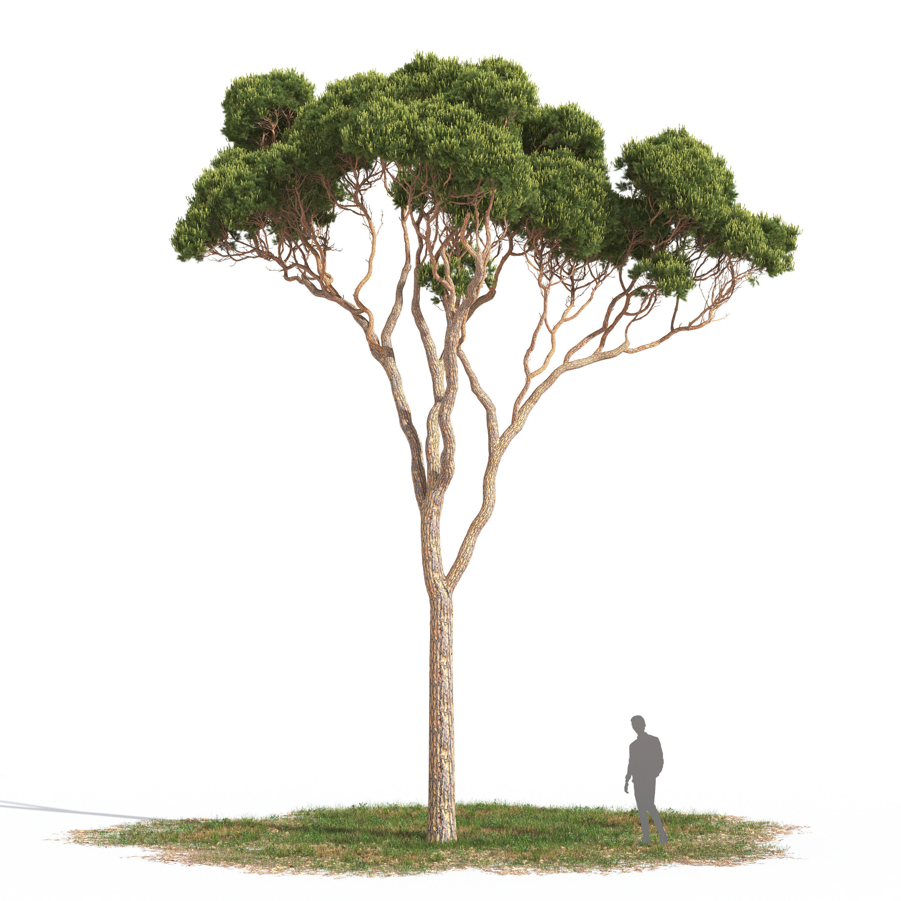 Archmodels vol 269 for c4d - collection of Mediterranean trees 3D model ...