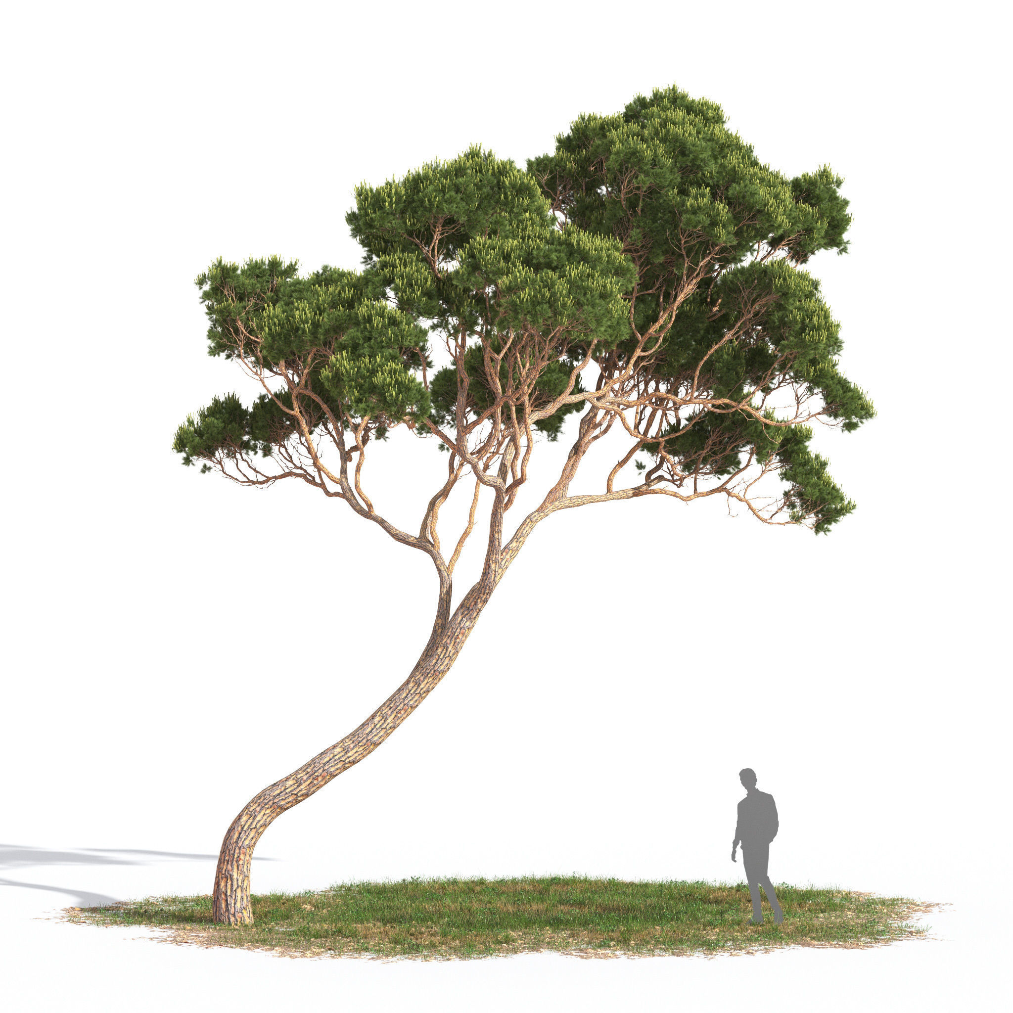 Archmodels vol 269 for c4d - collection of Mediterranean trees 3D model ...