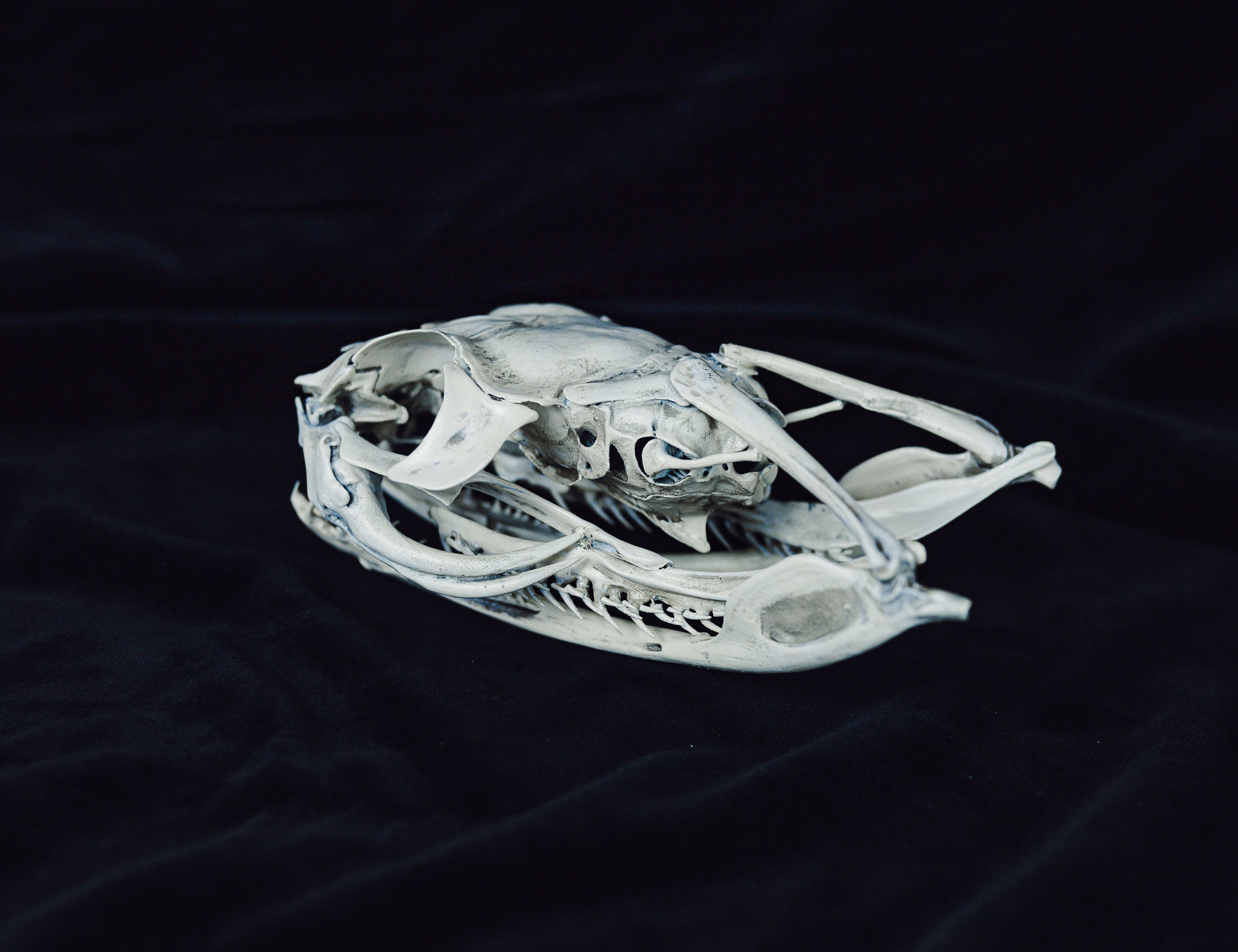 Realistic Snake Skull Collection 3D model 3D printable | CGTrader