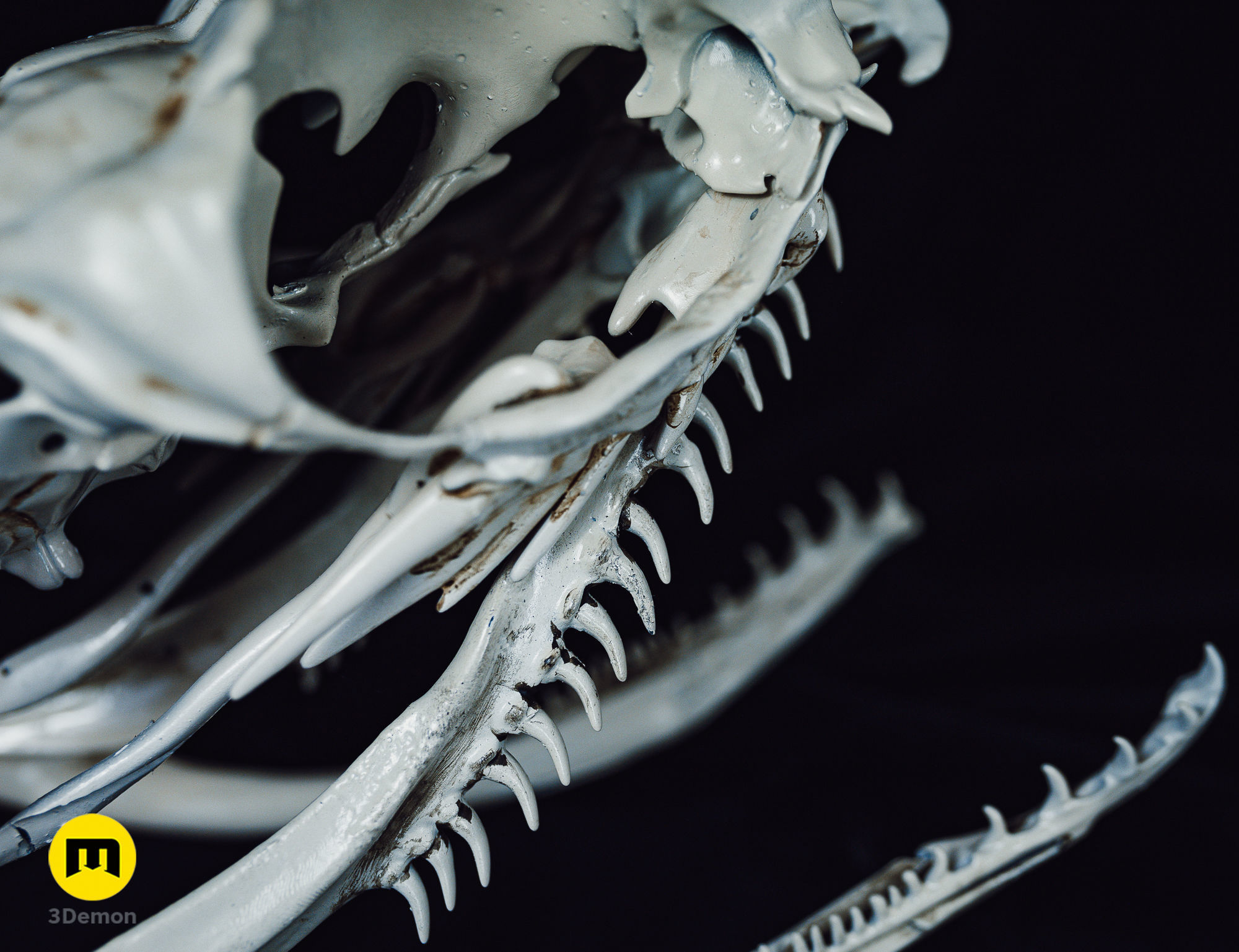 Realistic Snake Skull Collection 3D model 3D printable | CGTrader