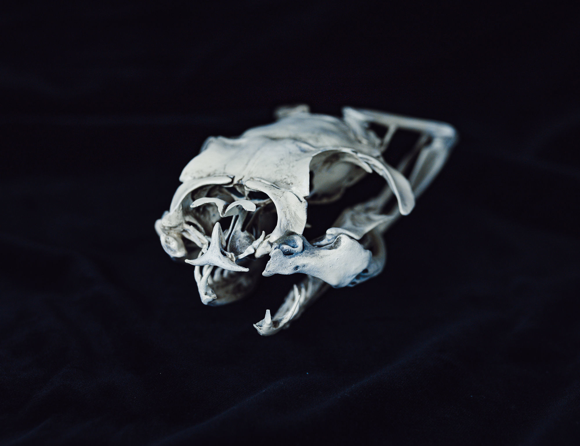 Realistic Snake Skull Collection 3D model 3D printable | CGTrader