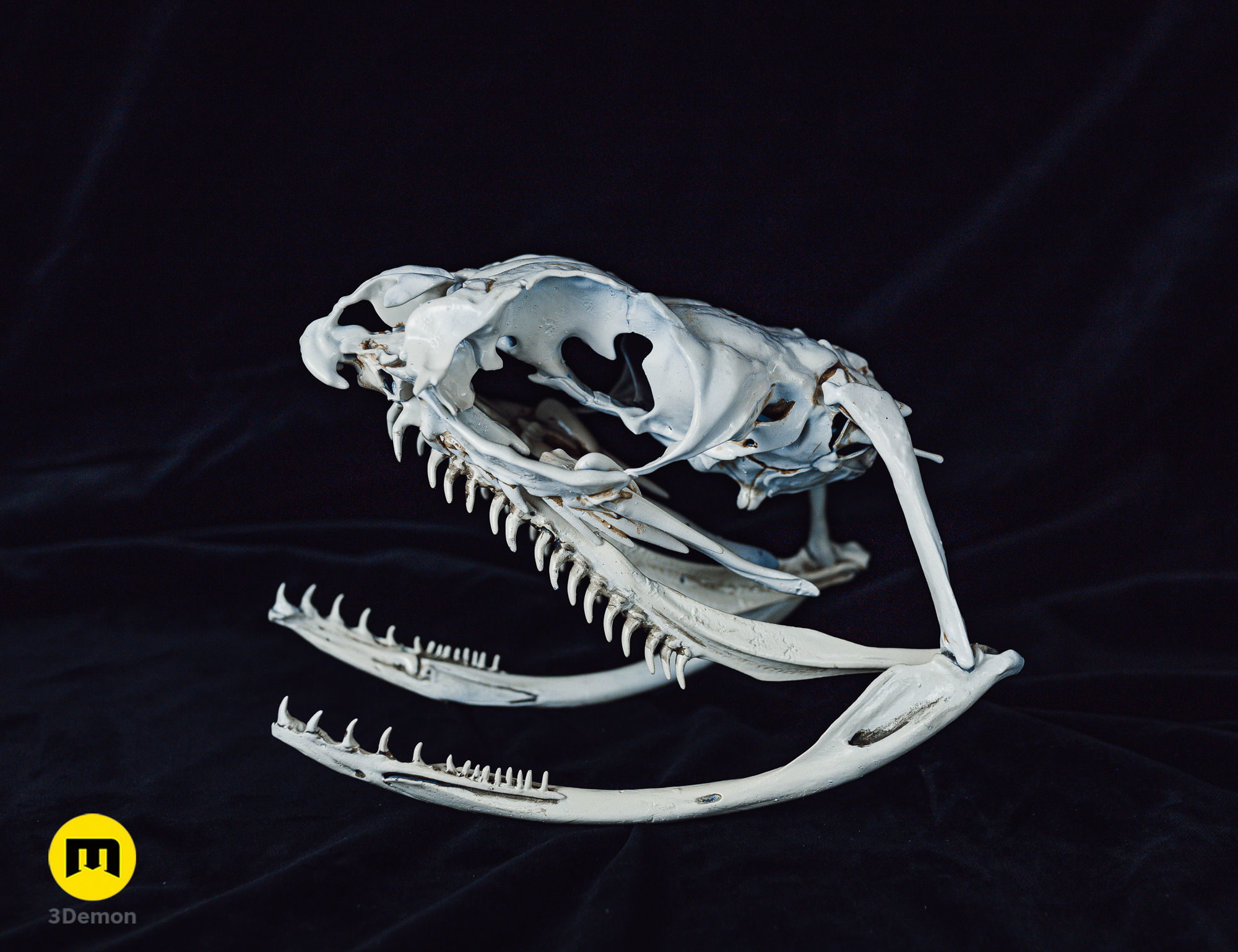 Realistic Snake Skull Collection 3D model 3D printable | CGTrader