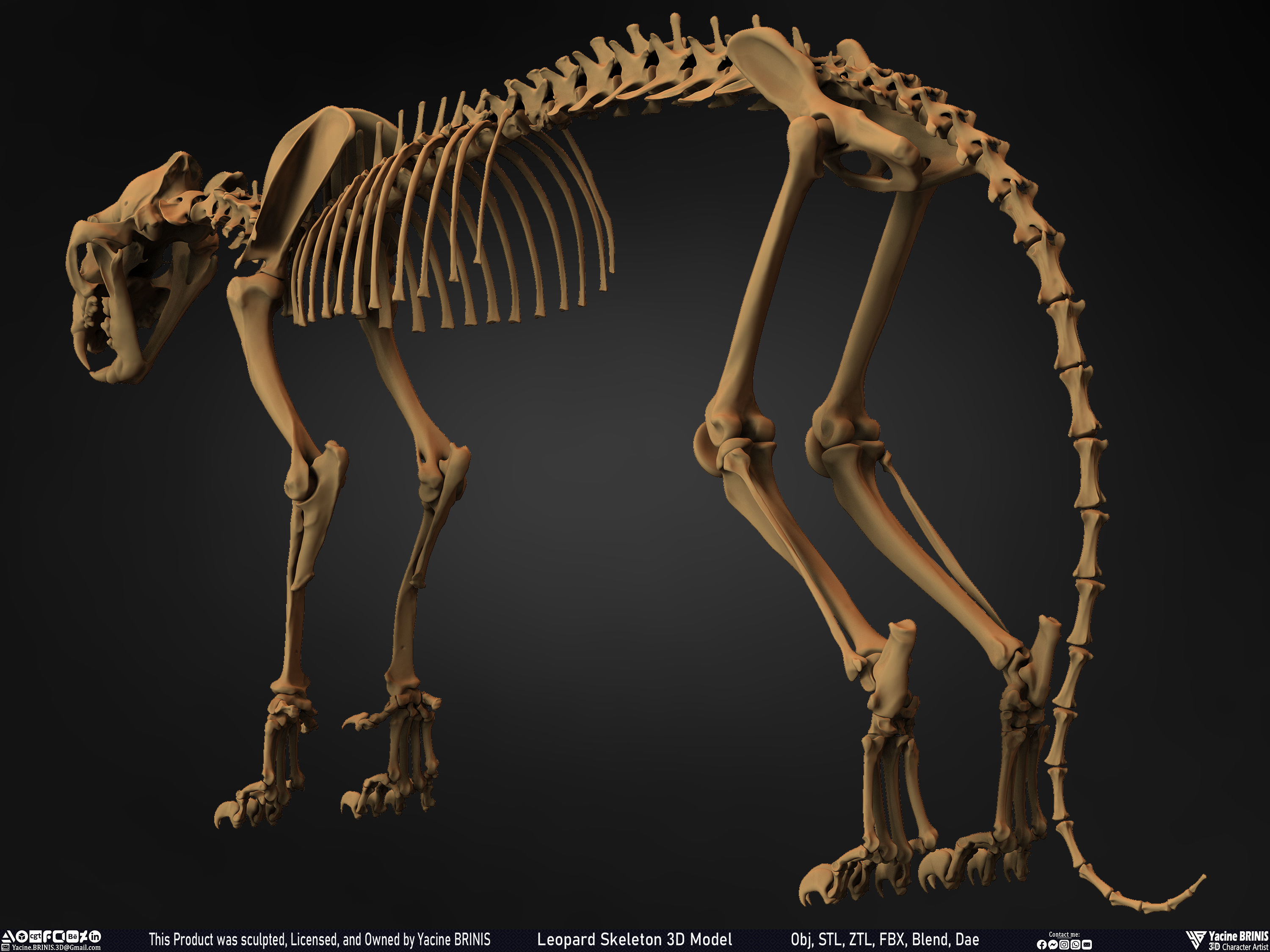 3D model Leopard Skeleton 3D Model VR / AR / low-poly | CGTrader