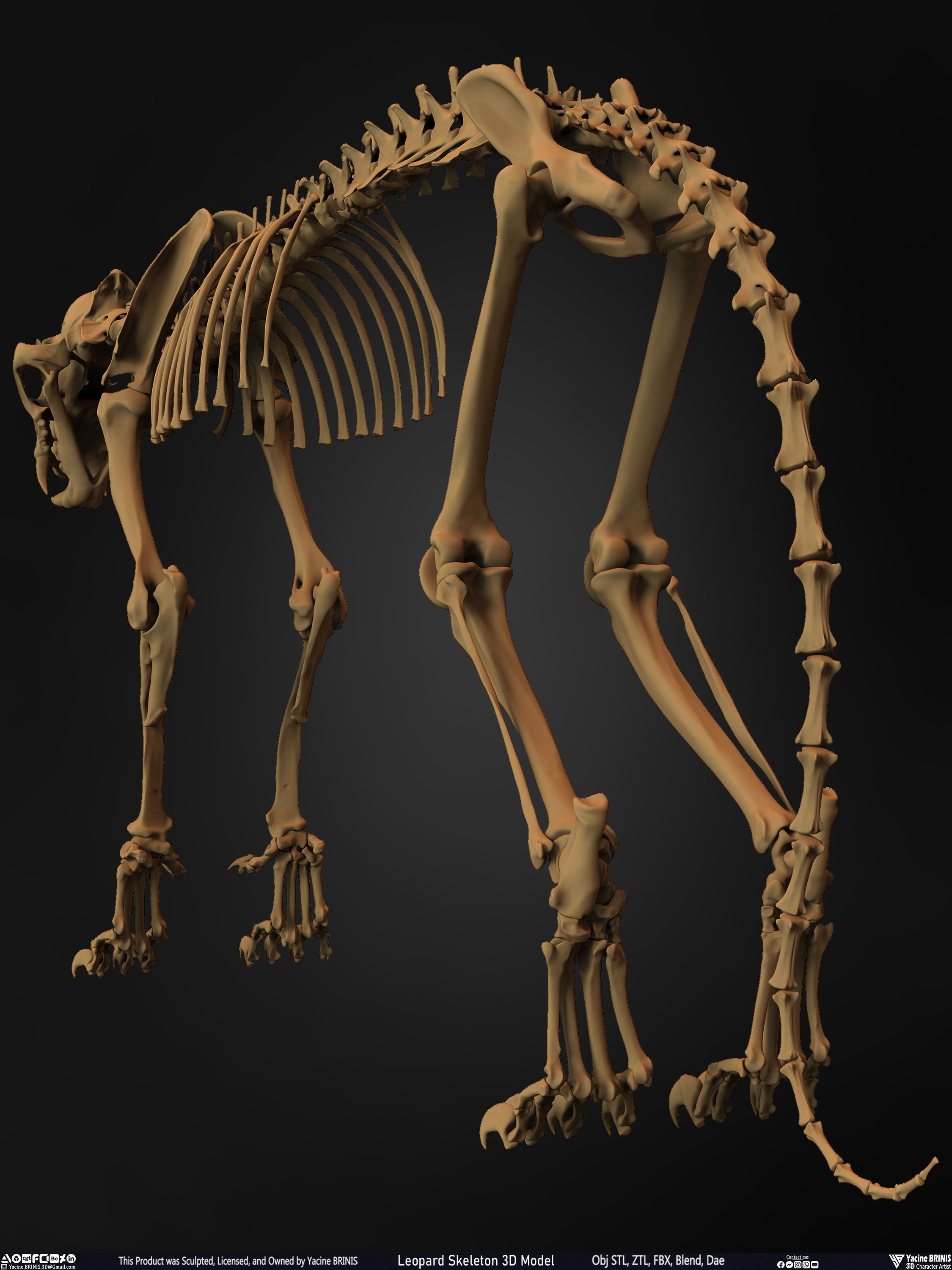 3D model Leopard Skeleton 3D Model VR / AR / low-poly | CGTrader