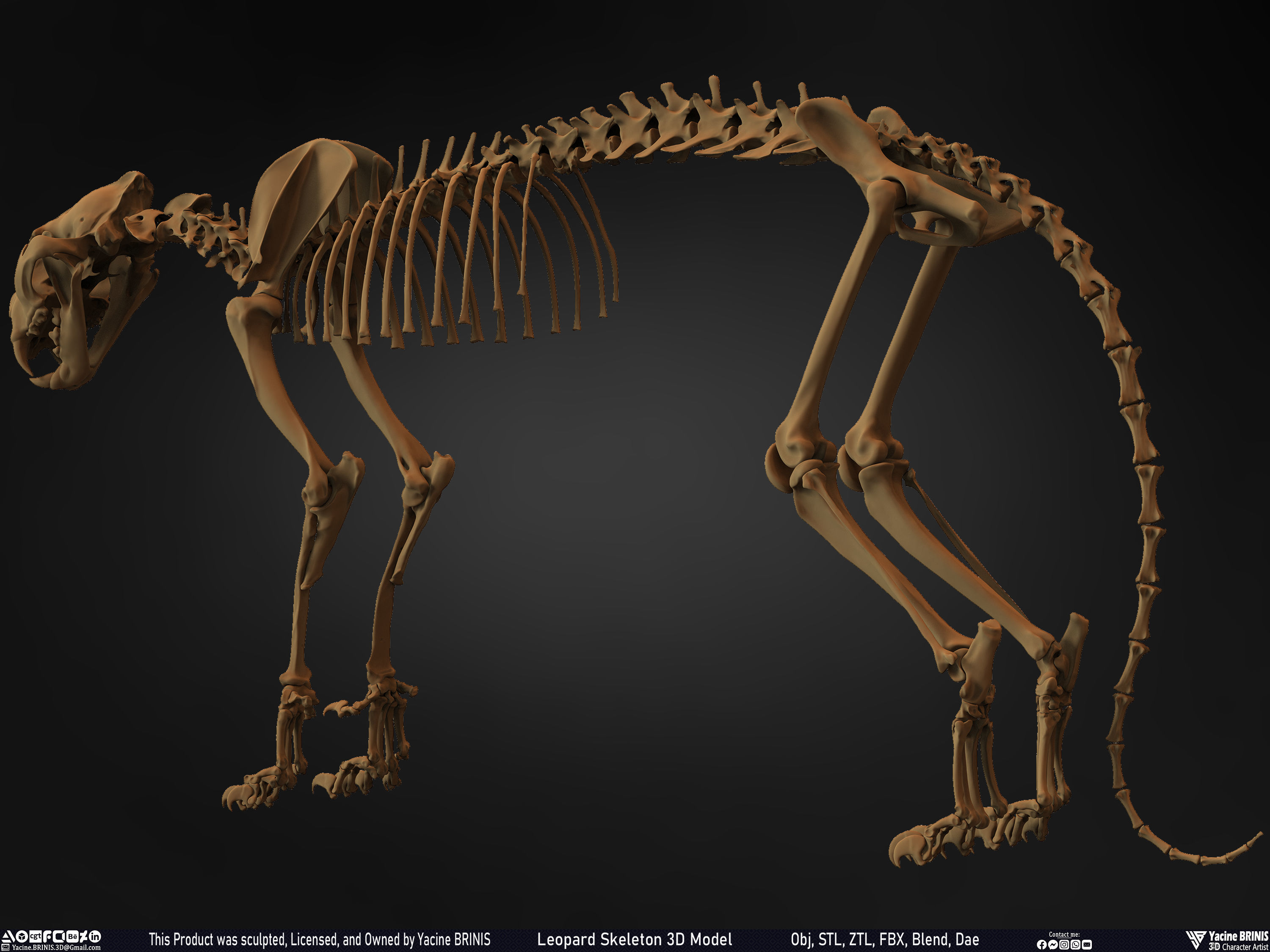 3D model Leopard Skeleton 3D Model VR / AR / low-poly | CGTrader