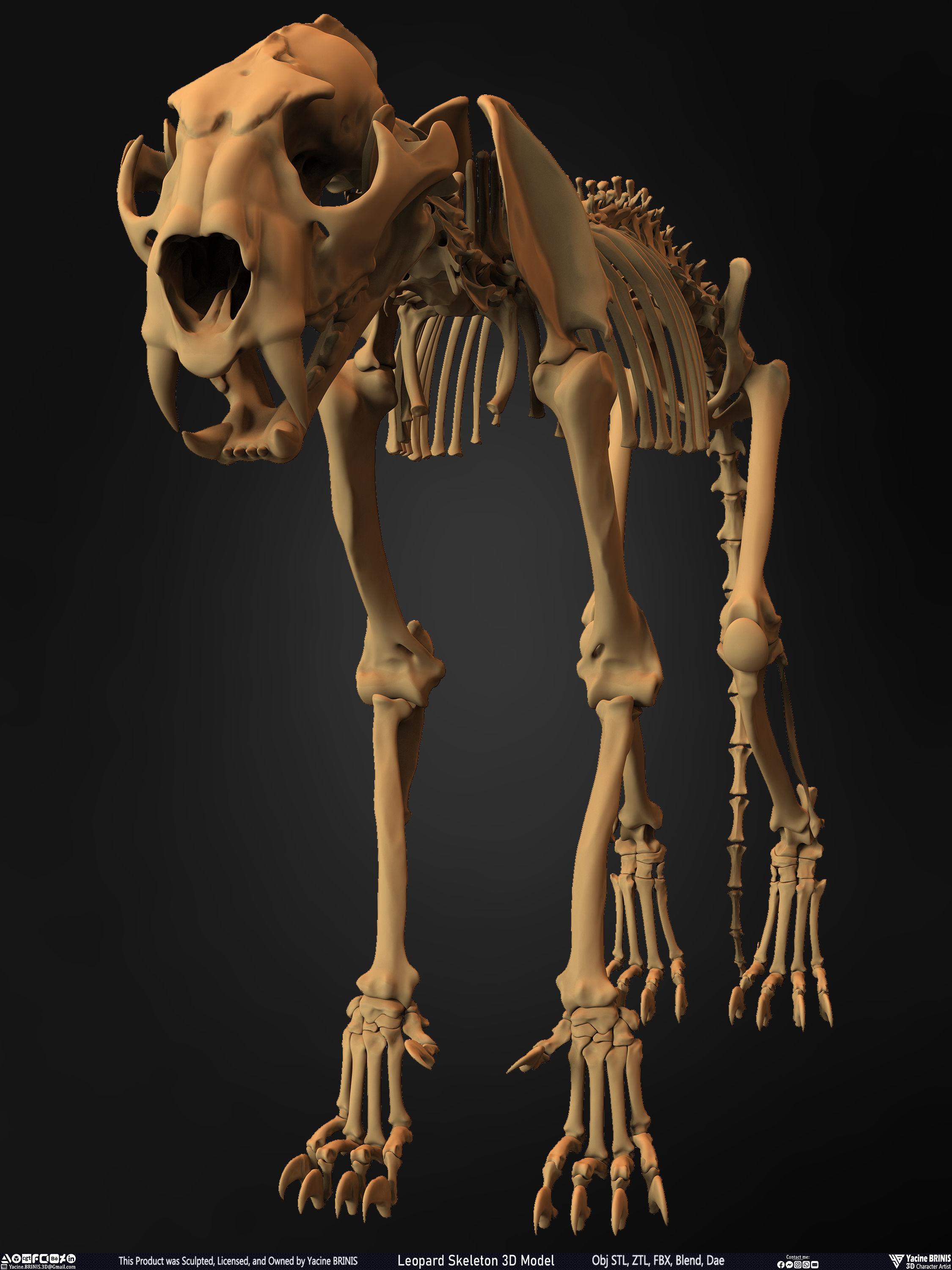 3D model Leopard Skeleton 3D Model VR / AR / low-poly | CGTrader