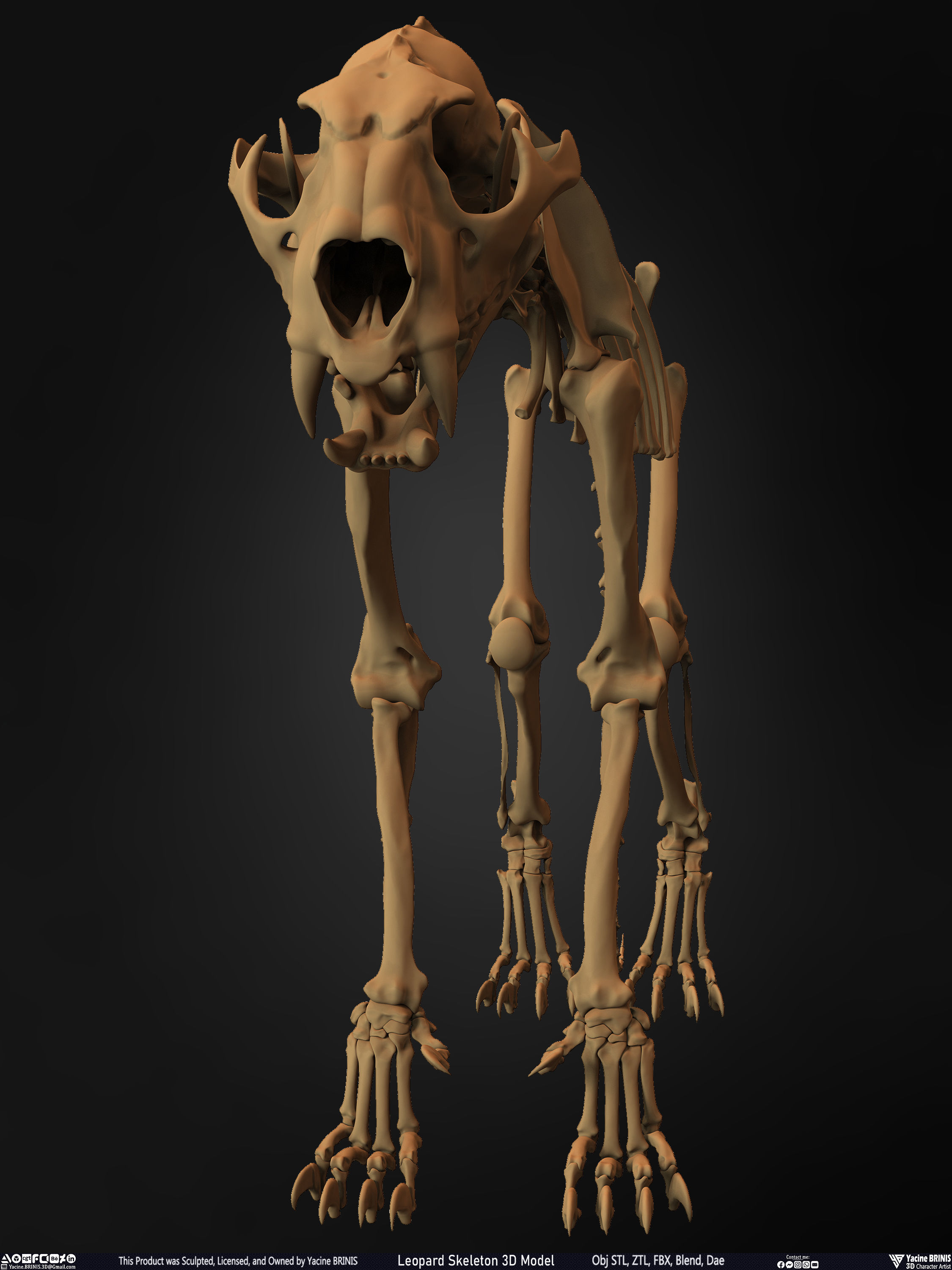 3D model Leopard Skeleton 3D Model VR / AR / low-poly | CGTrader