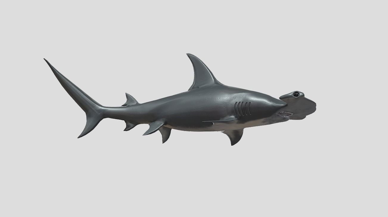 3D model Hammerhead Shark Animated Low-poly VR / AR / low-poly | CGTrader