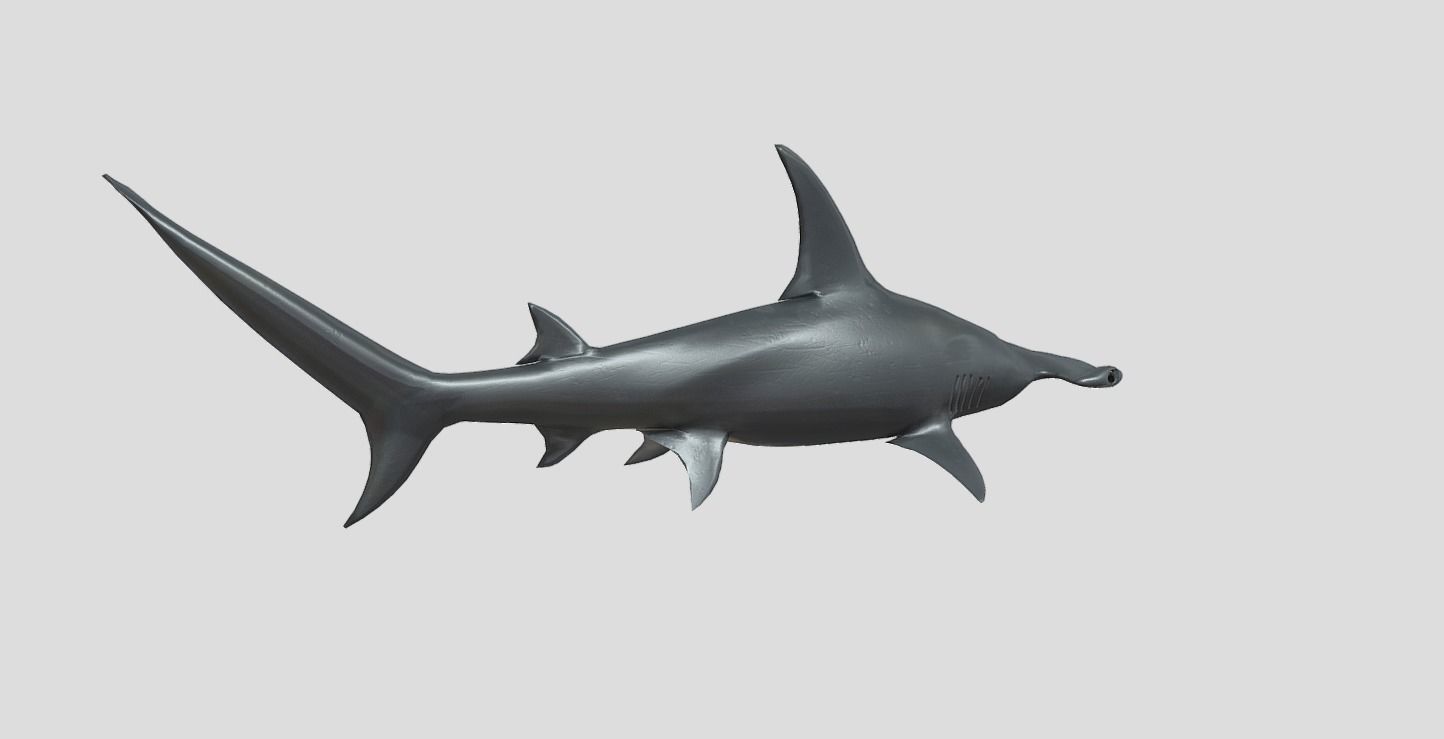 3D model Hammerhead Shark Animated Low-poly VR / AR / low-poly | CGTrader
