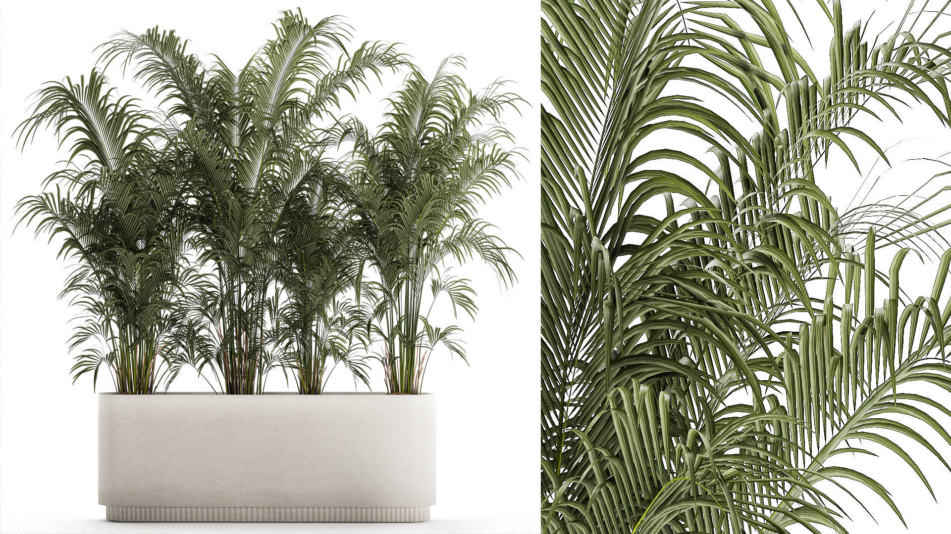 Beautiful Howea Palm Plants In A Flowerpot 1312 3D model | CGTrader