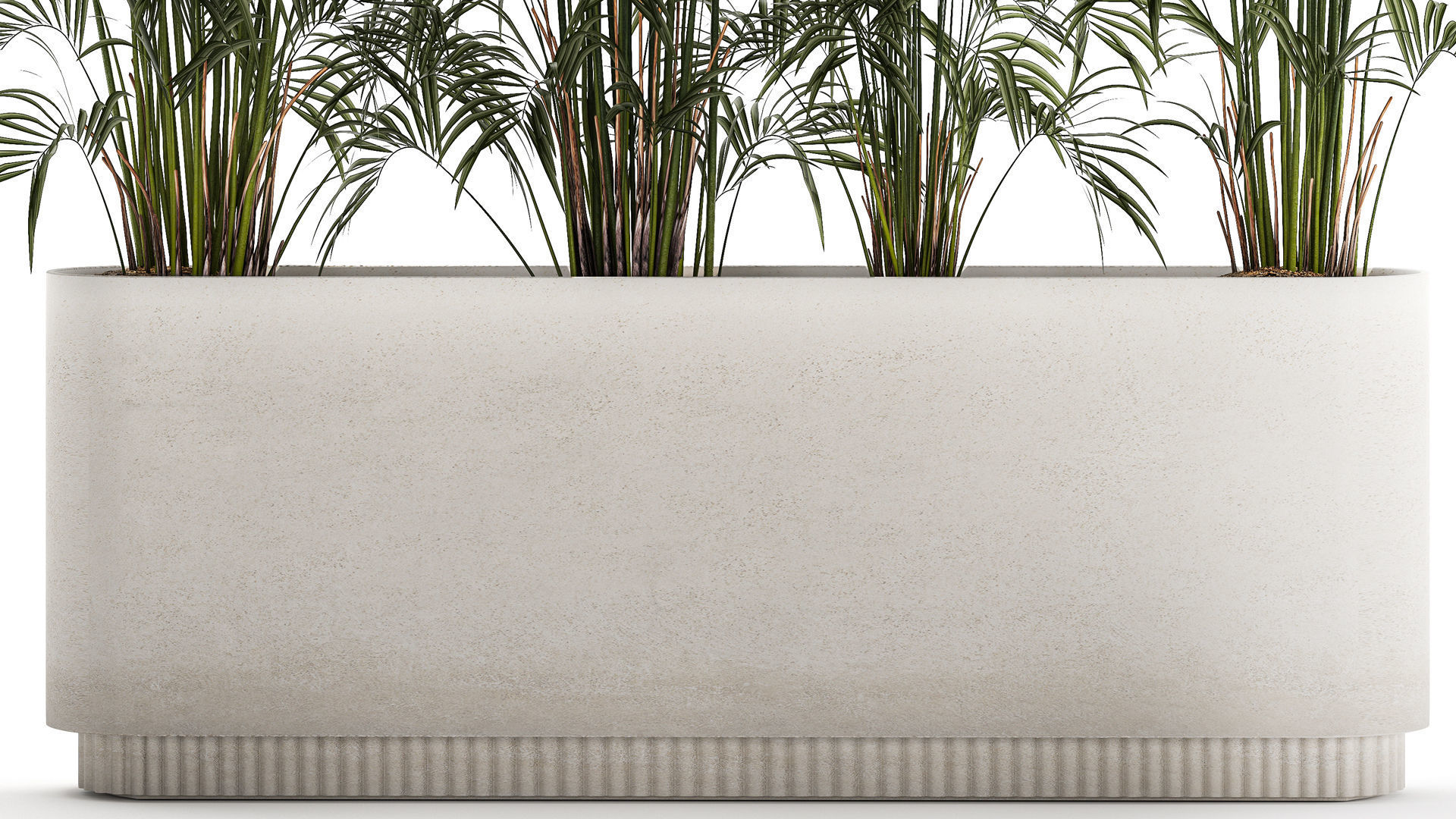 Beautiful Howea Palm Plants In A Flowerpot 1312 3D model | CGTrader