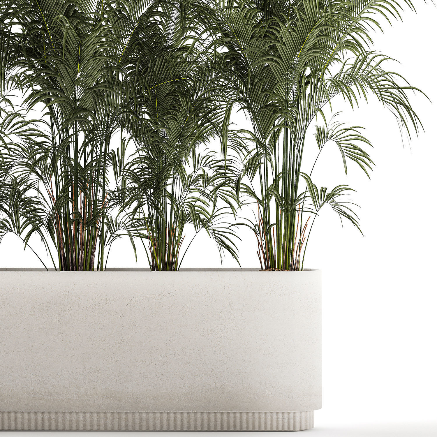 Beautiful Howea Palm Plants In A Flowerpot 1312 3D model | CGTrader