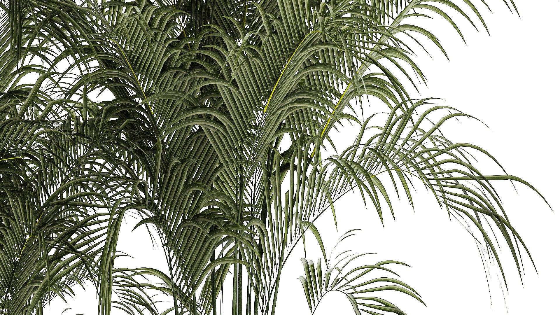 Beautiful Howea Palm Plants In A Flowerpot 1312 3D model | CGTrader