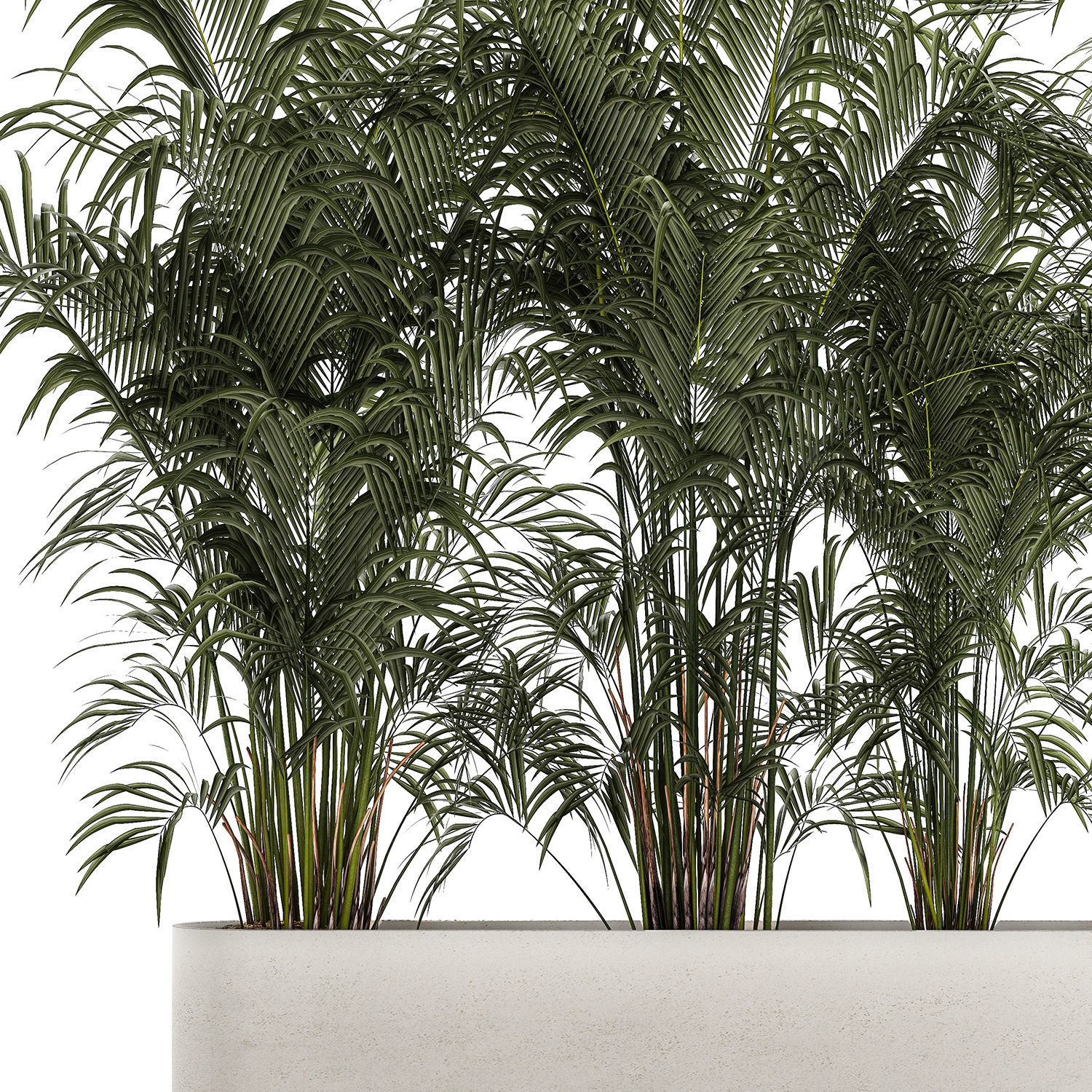 Beautiful Howea Palm Plants In A Flowerpot 1312 3D model | CGTrader