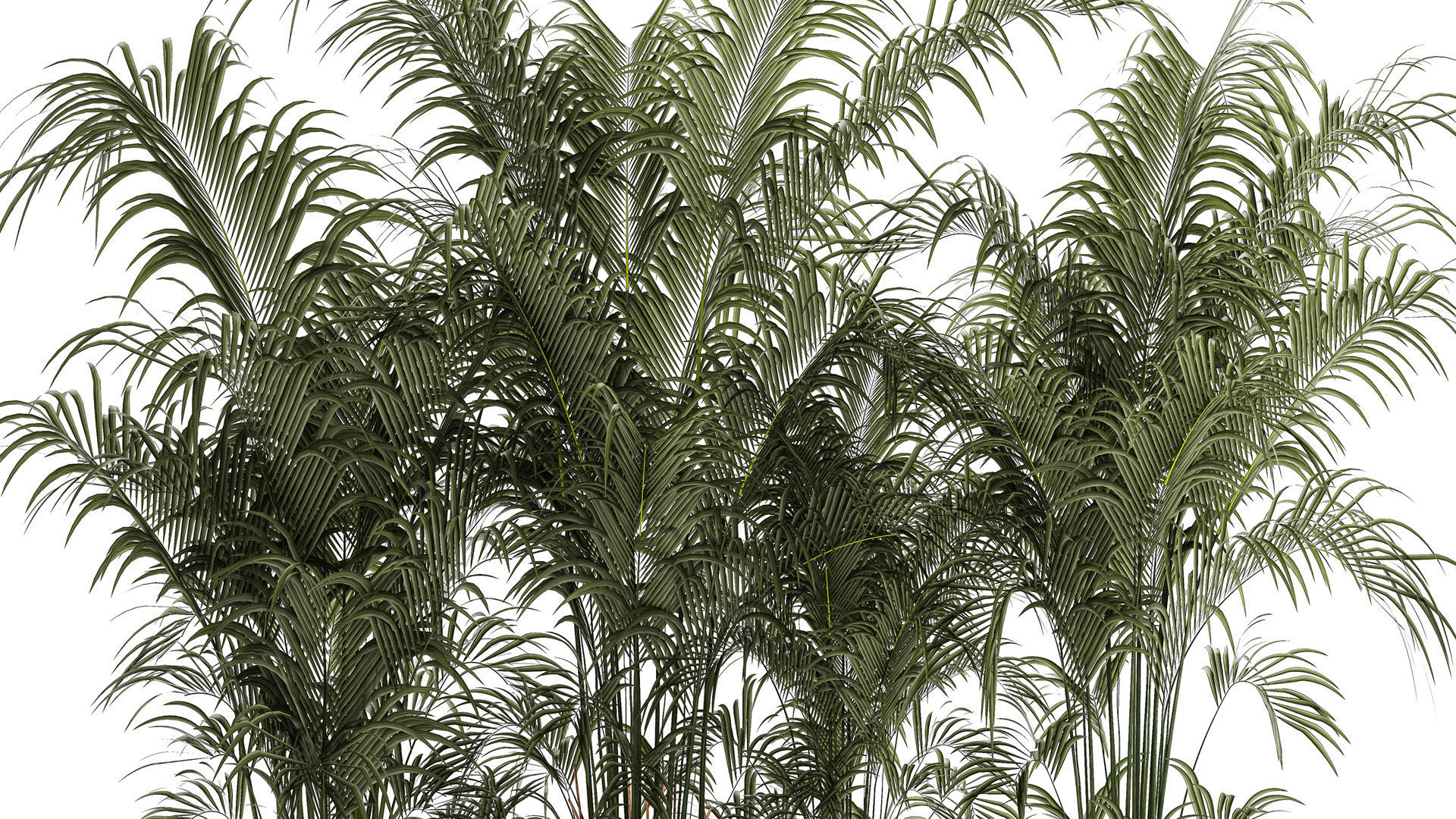 Beautiful Howea Palm Plants In A Flowerpot 1312 3D model | CGTrader