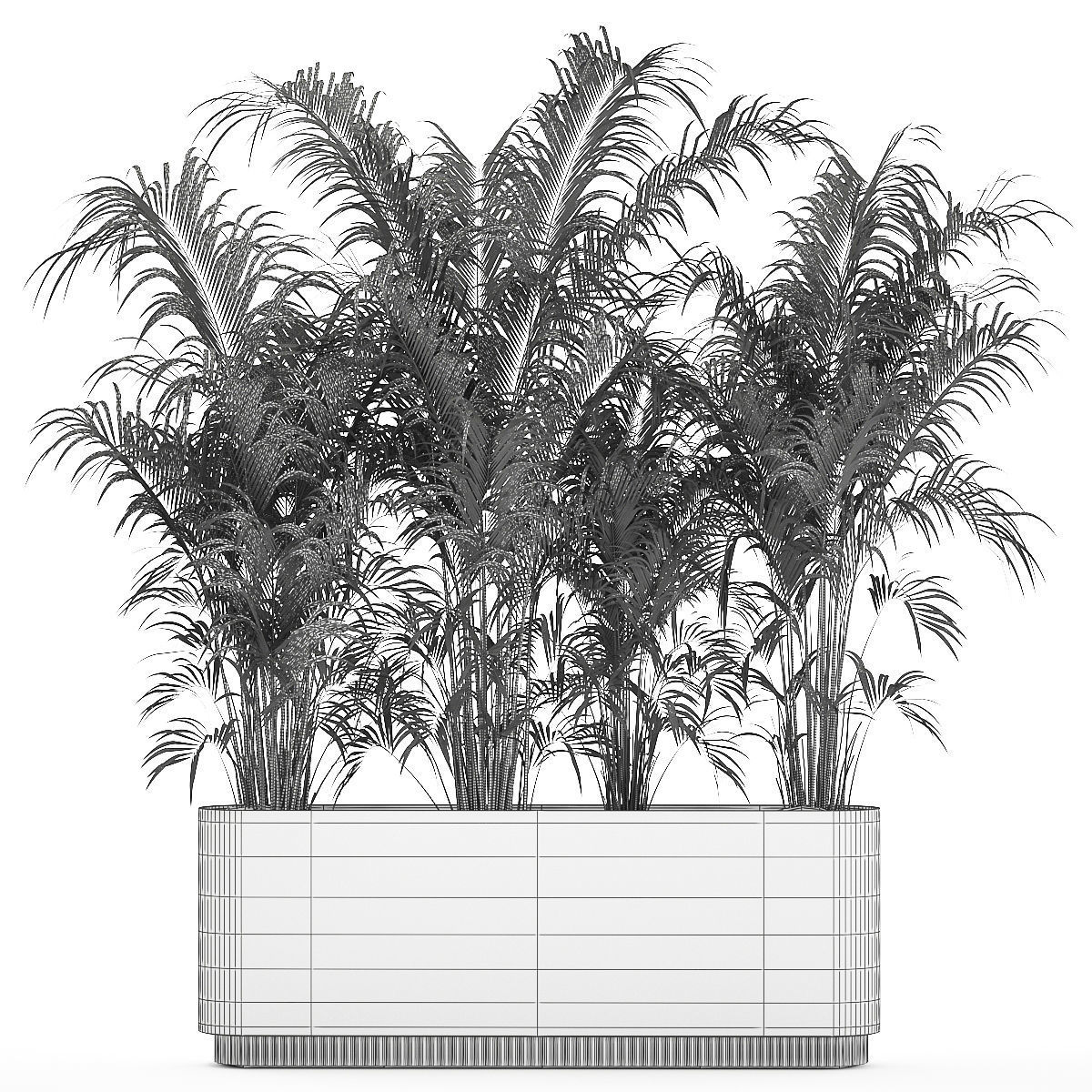 Beautiful Howea Palm Plants In A Flowerpot 1312 3D model | CGTrader