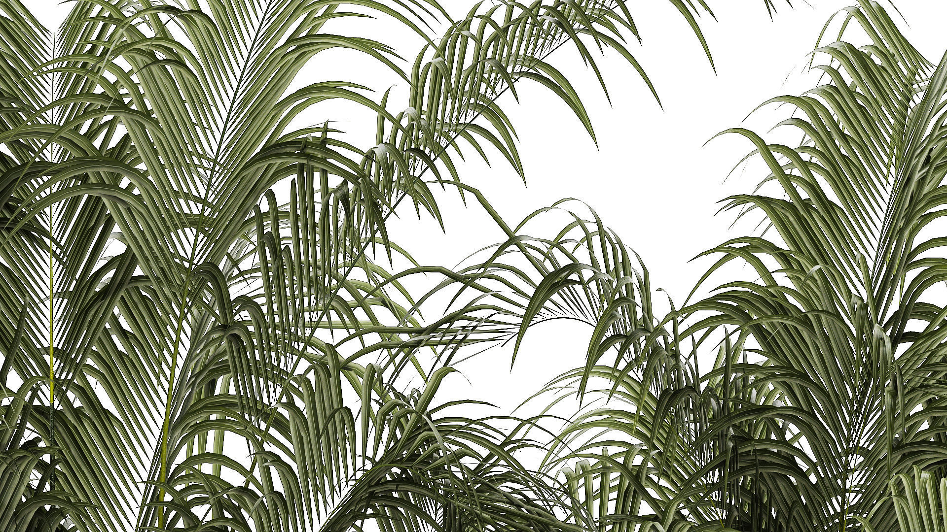 Beautiful Howea Palm Plants In A Flowerpot 1312 3D model | CGTrader