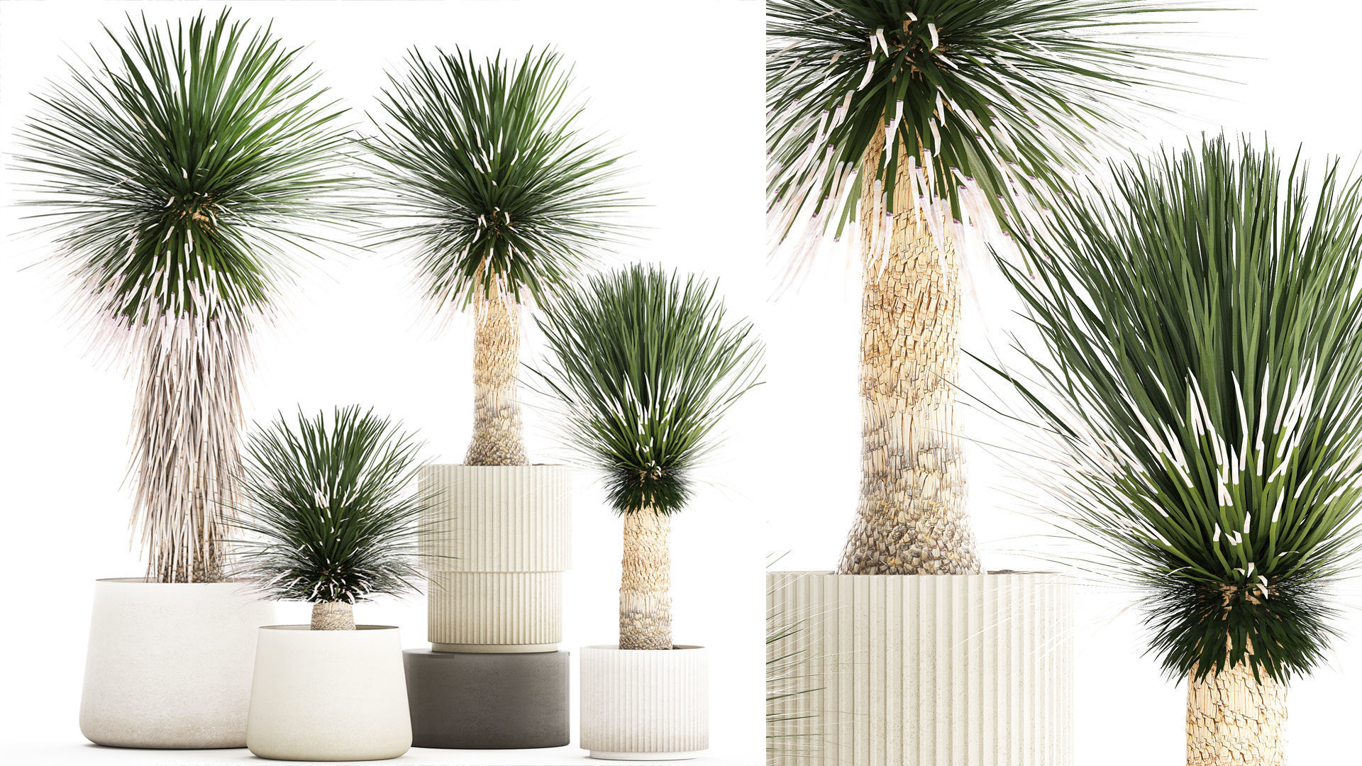 Beautiful Yucca rostrata palm plants in a flowerpot 1313 3D model ...