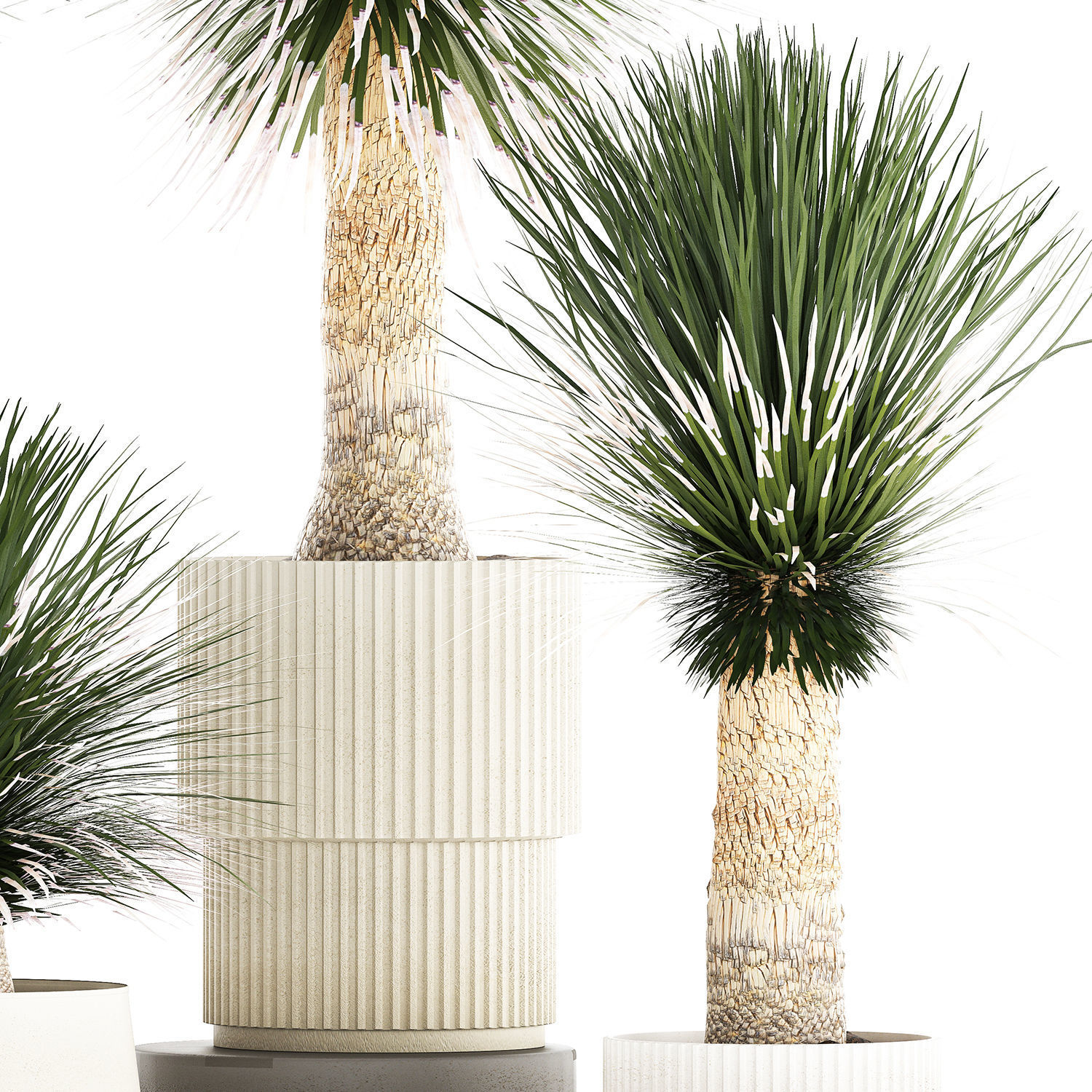 Beautiful Yucca rostrata palm plants in a flowerpot 1313 3D model ...