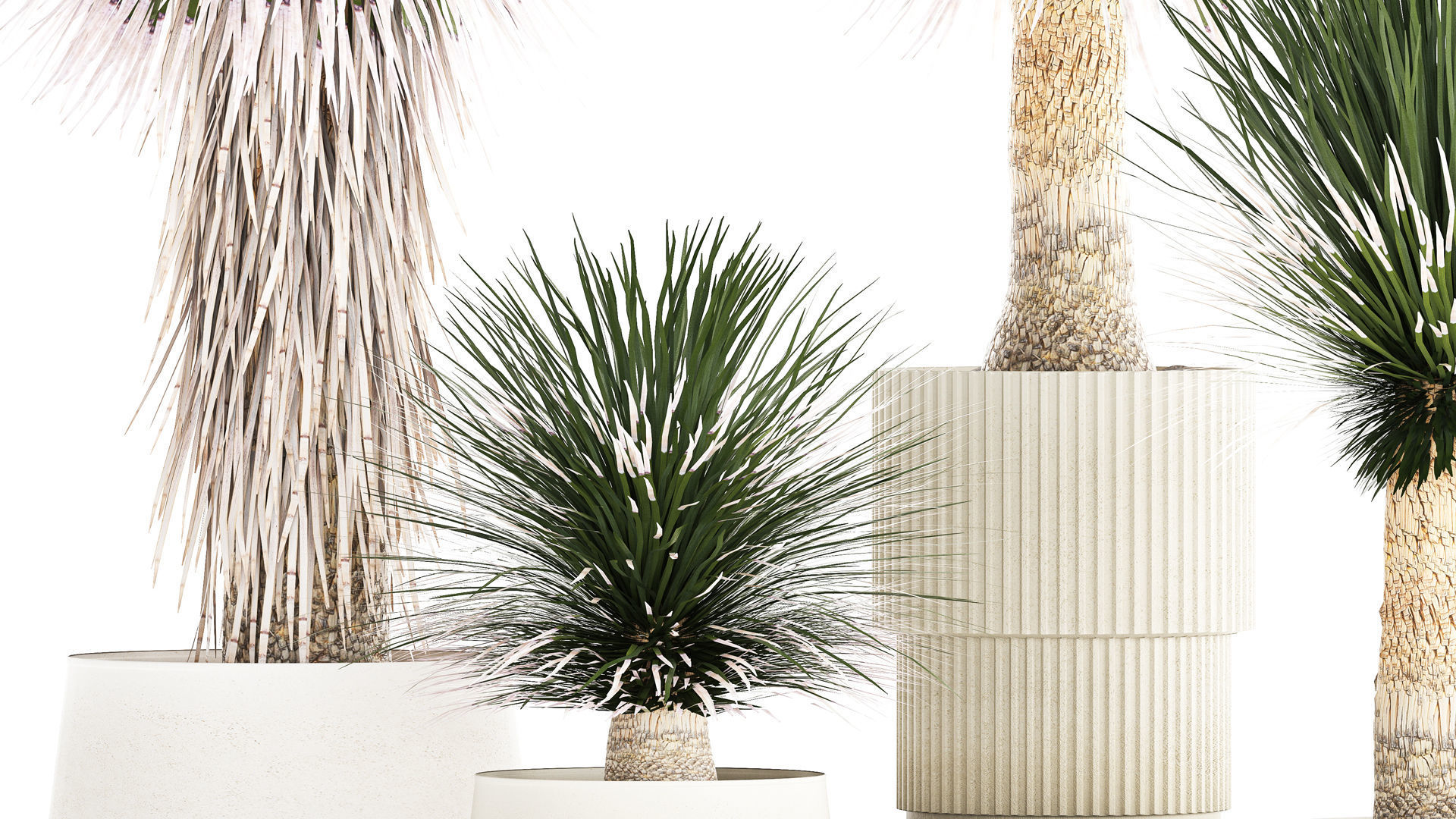 Beautiful Yucca rostrata palm plants in a flowerpot 1313 3D model ...