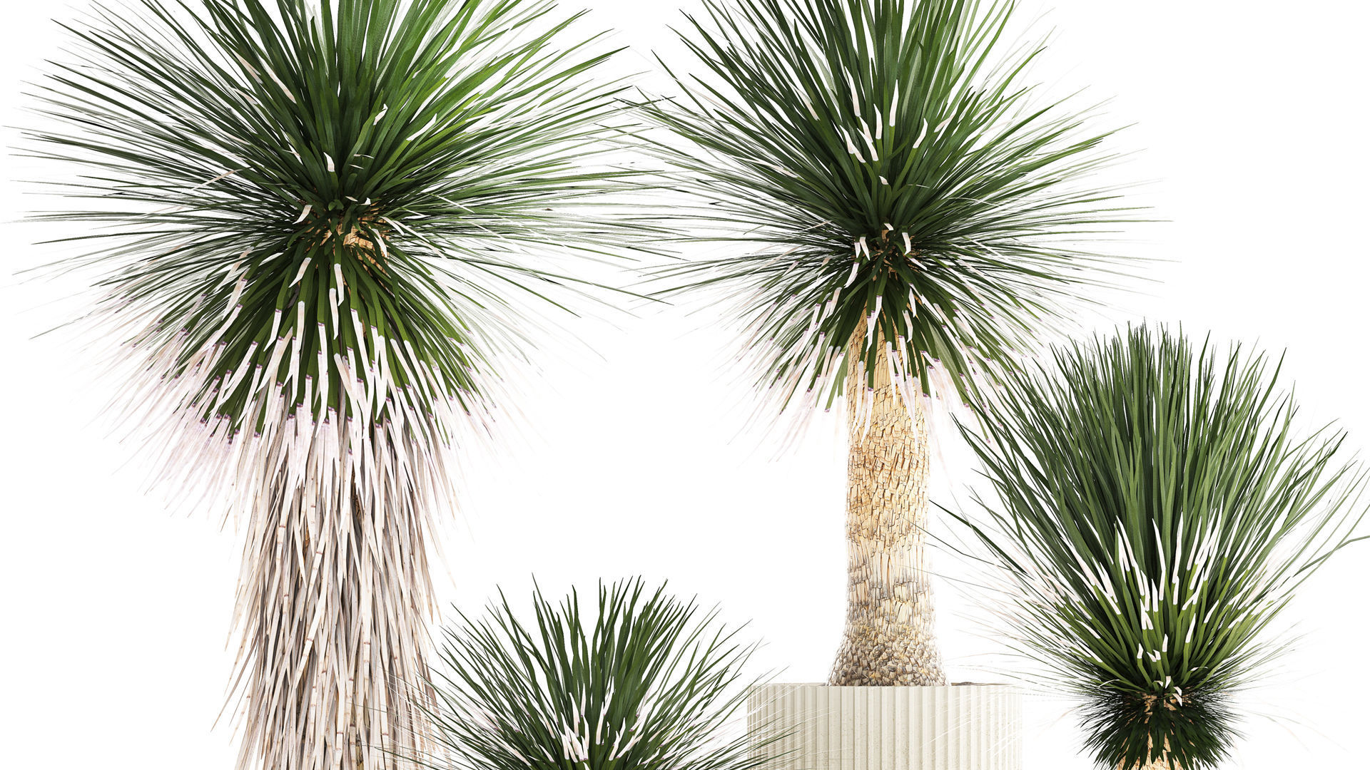Beautiful Yucca rostrata palm plants in a flowerpot 1313 3D model ...