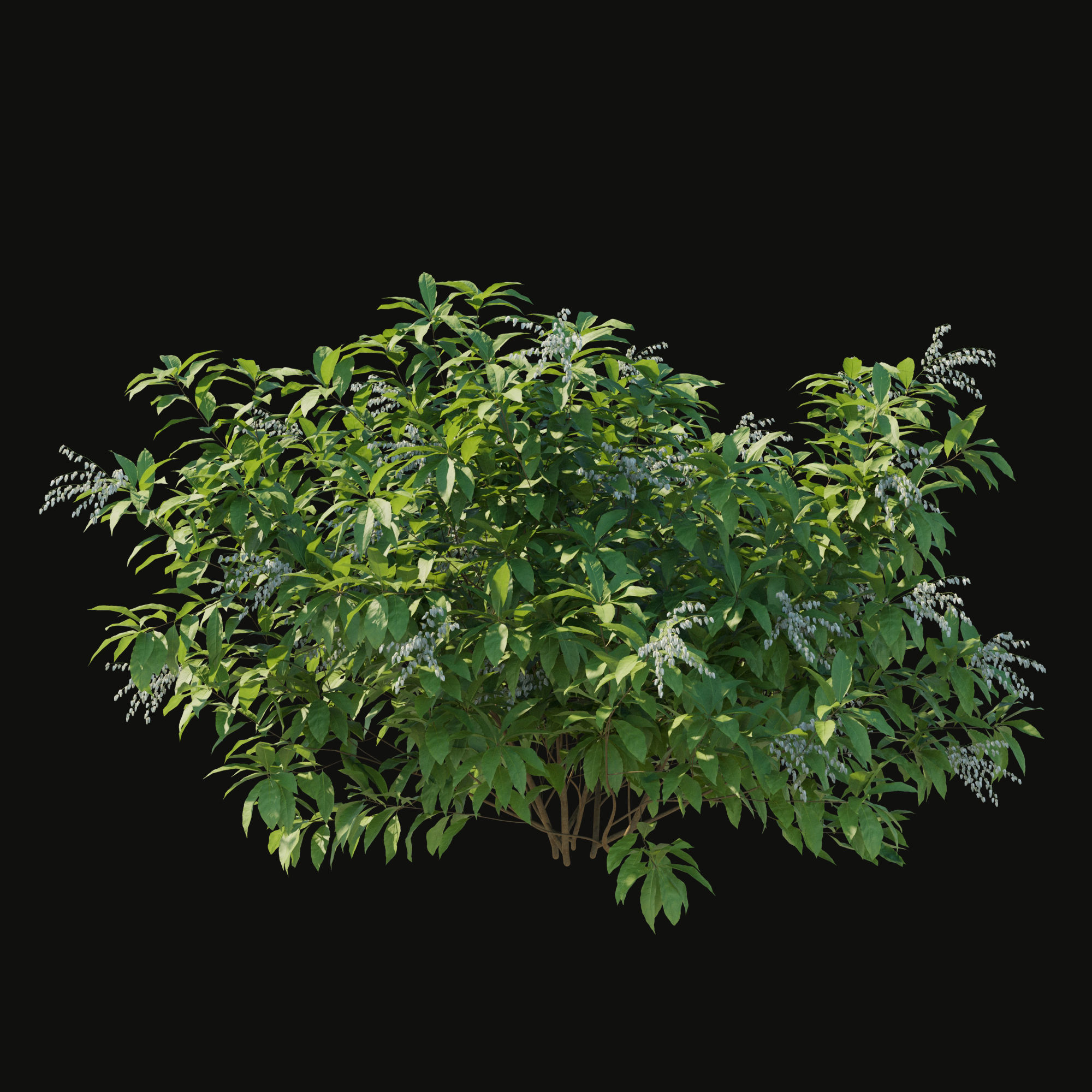 Pieris Floribunda bush 3D model | CGTrader
