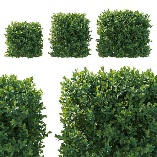 Boxwood bush 3D model | CGTrader