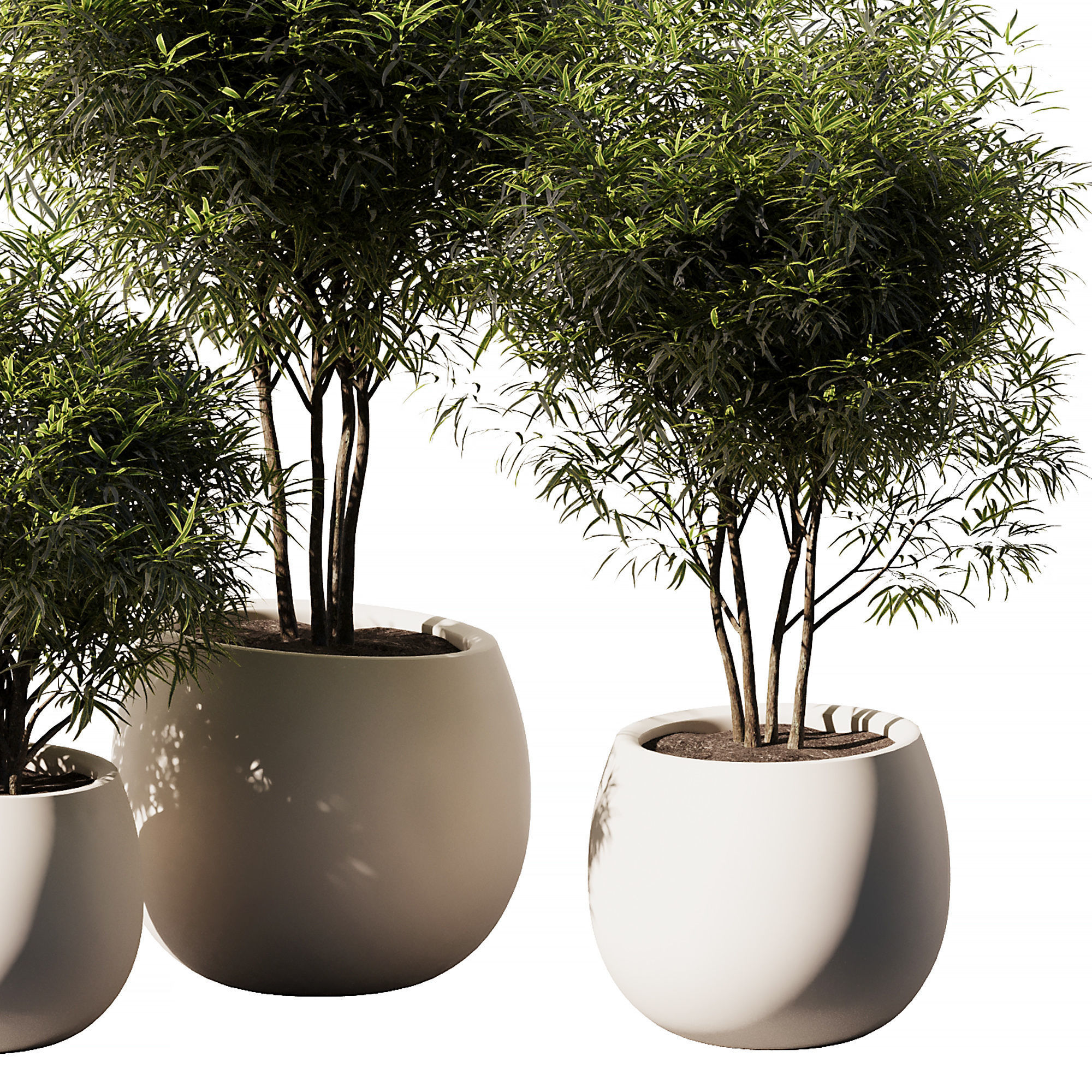 Indoor Plant Set V12 - Dracaena Reflexa 3D model | CGTrader