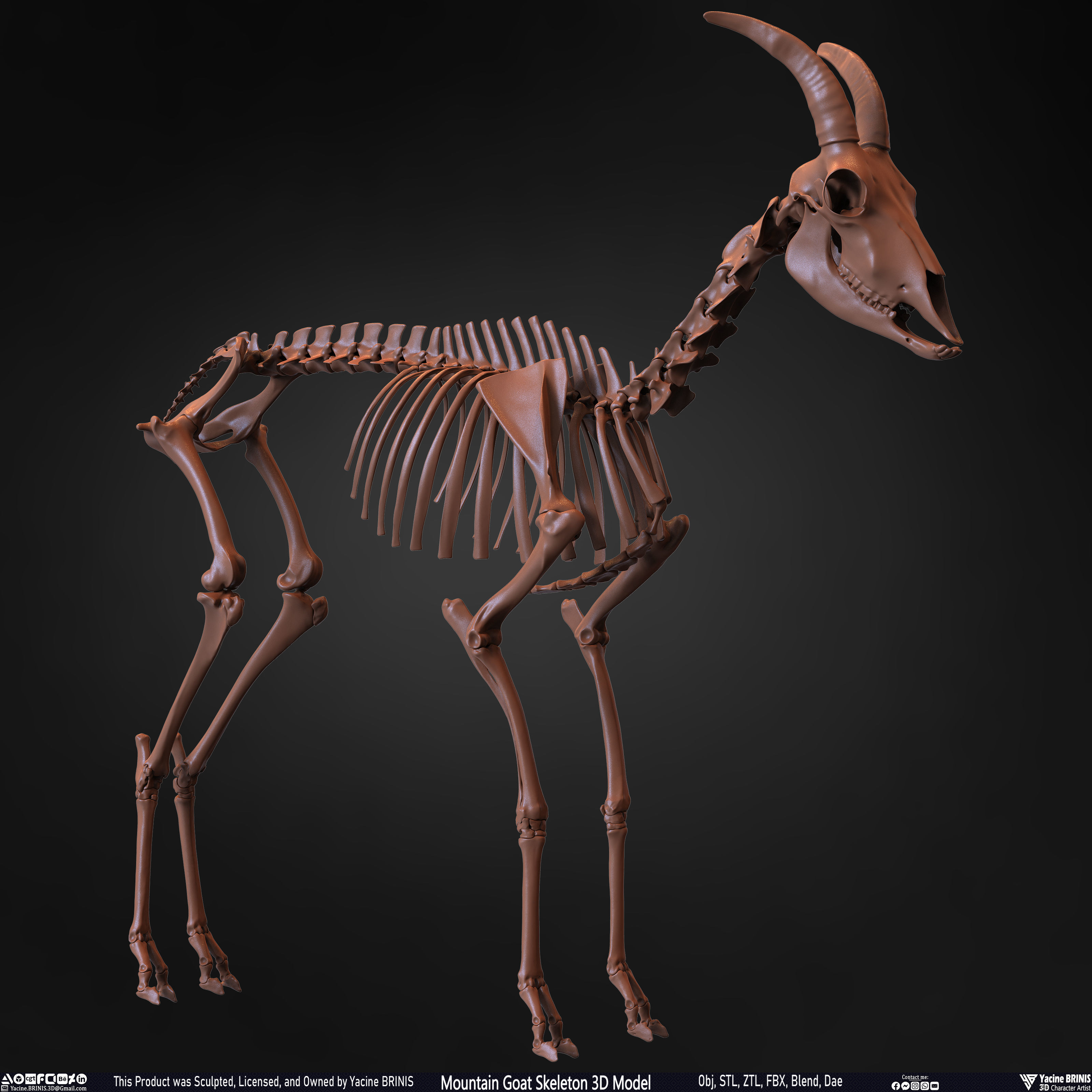 3D model Mountain Goat Skeleton 3D Model VR / AR / low-poly | CGTrader