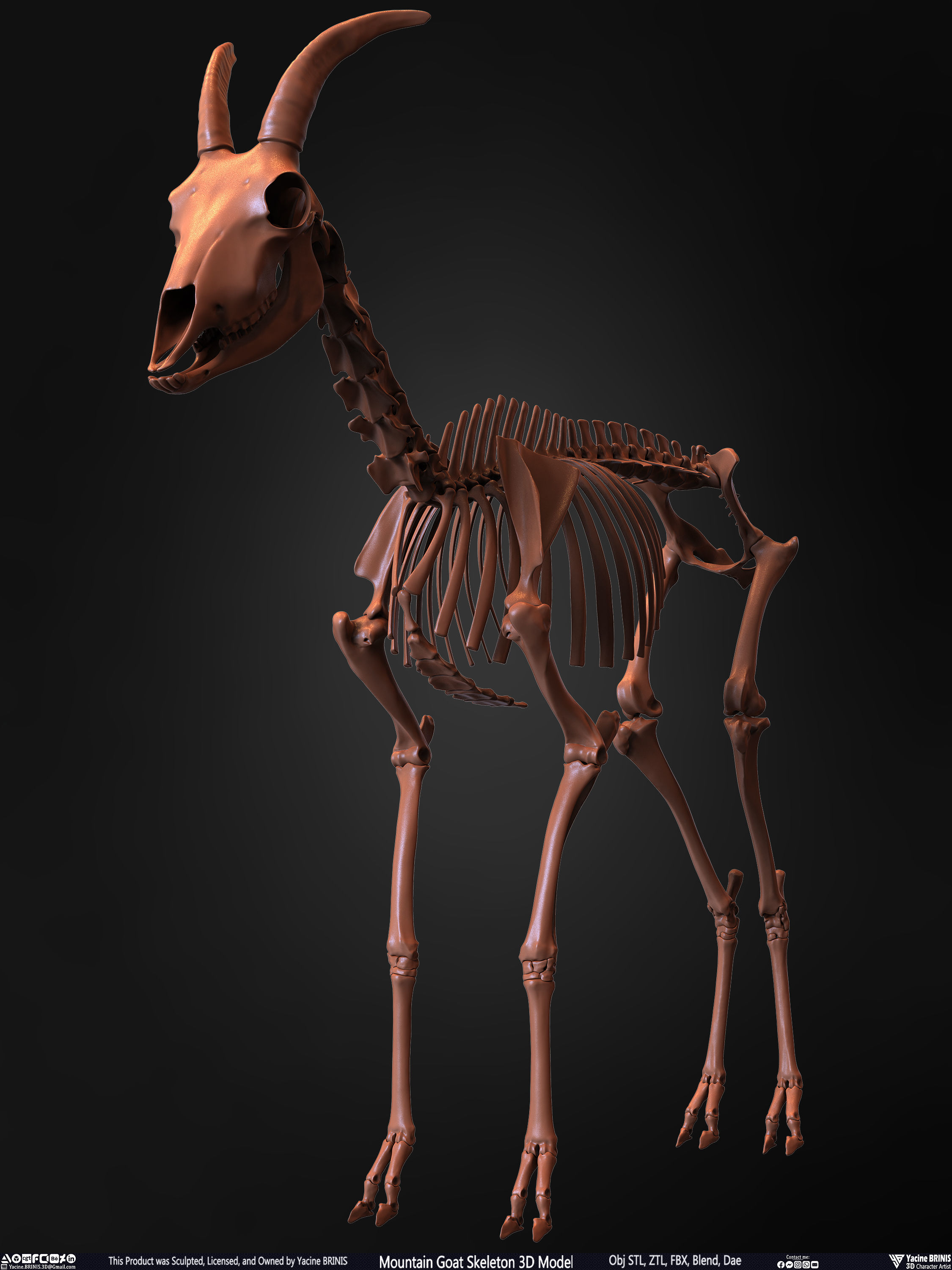 3D model Mountain Goat Skeleton 3D Model VR / AR / low-poly | CGTrader