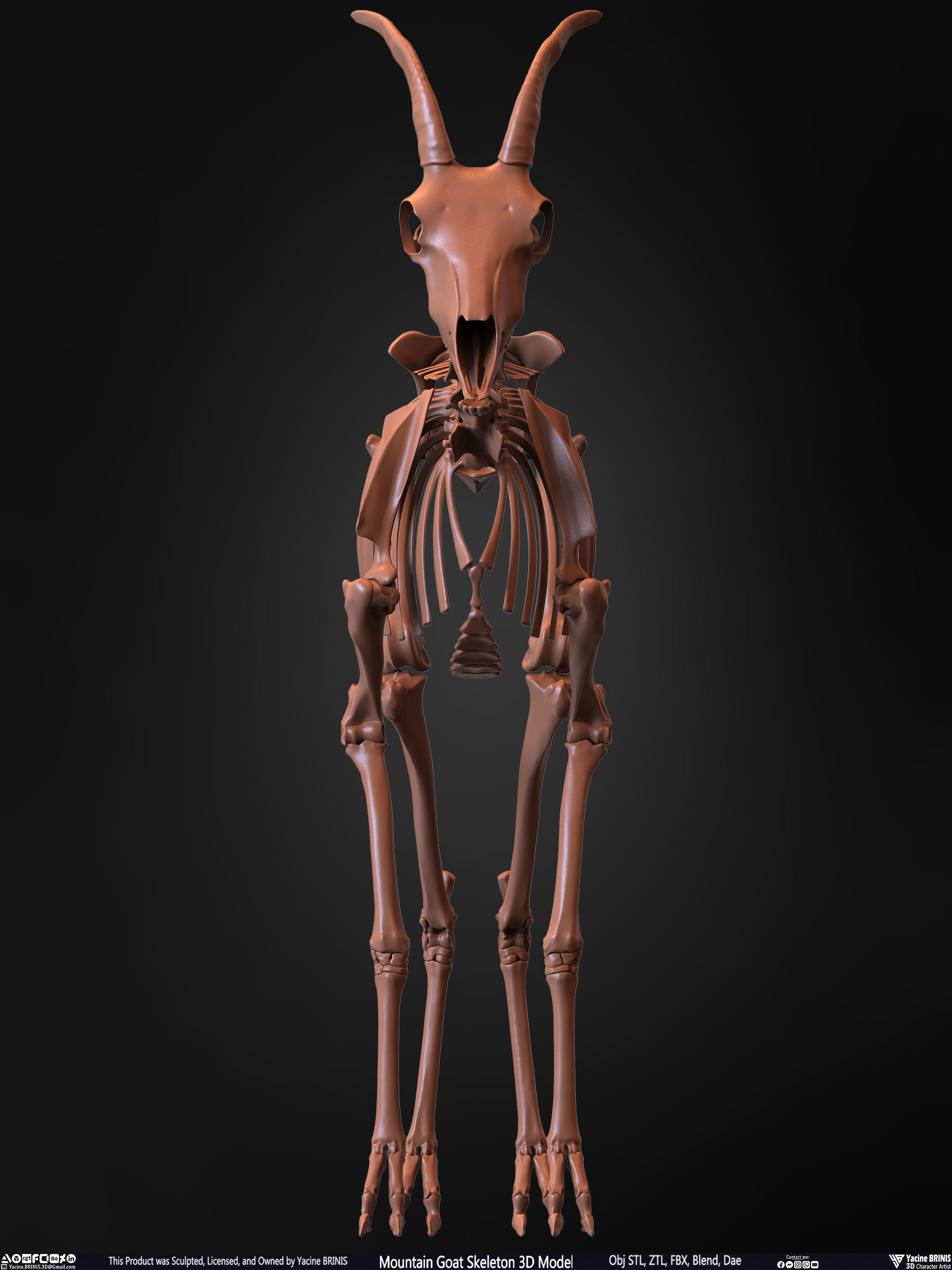 3D model Mountain Goat Skeleton 3D Model VR / AR / low-poly | CGTrader