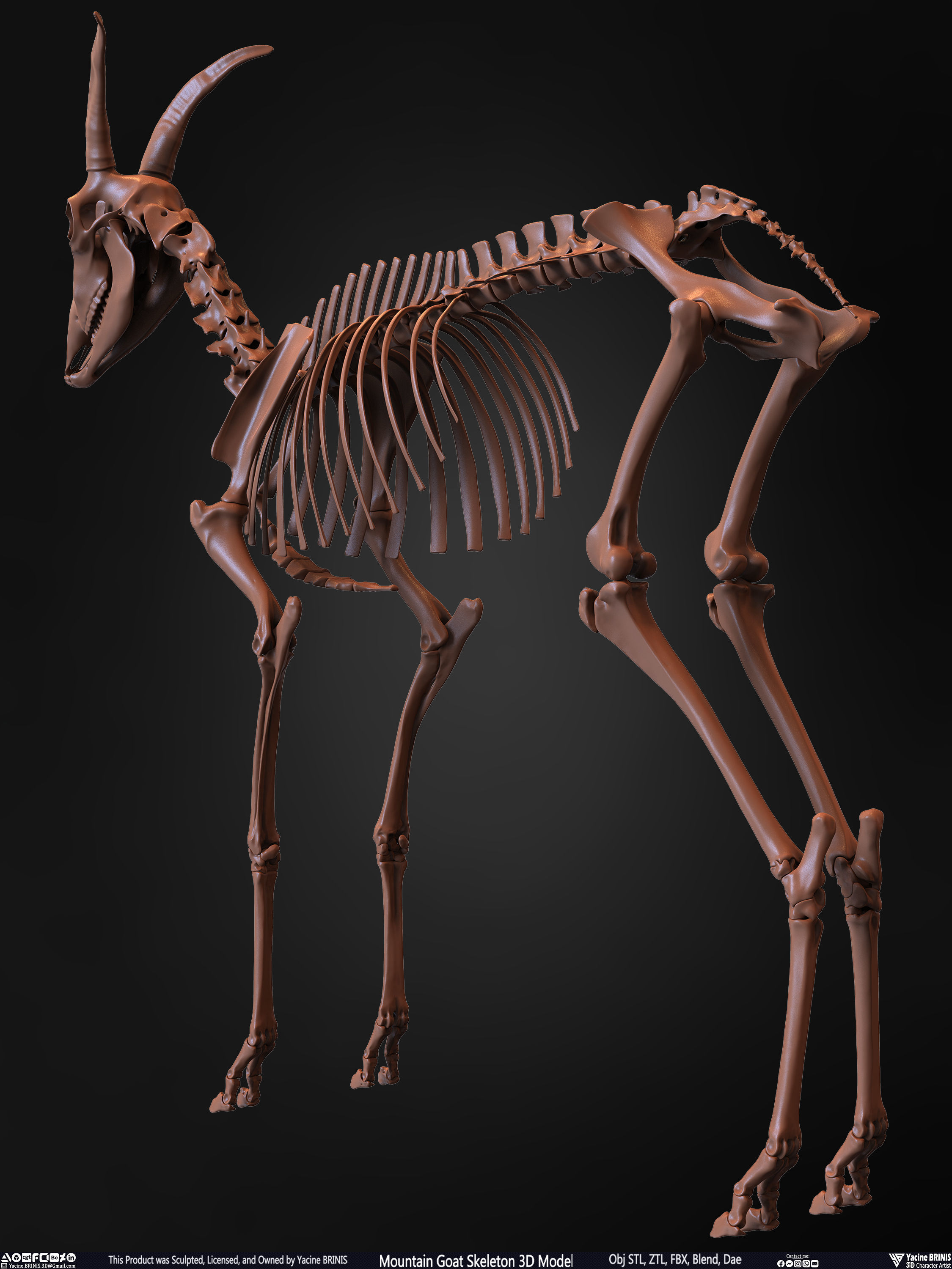 3D model Mountain Goat Skeleton 3D Model VR / AR / low-poly | CGTrader