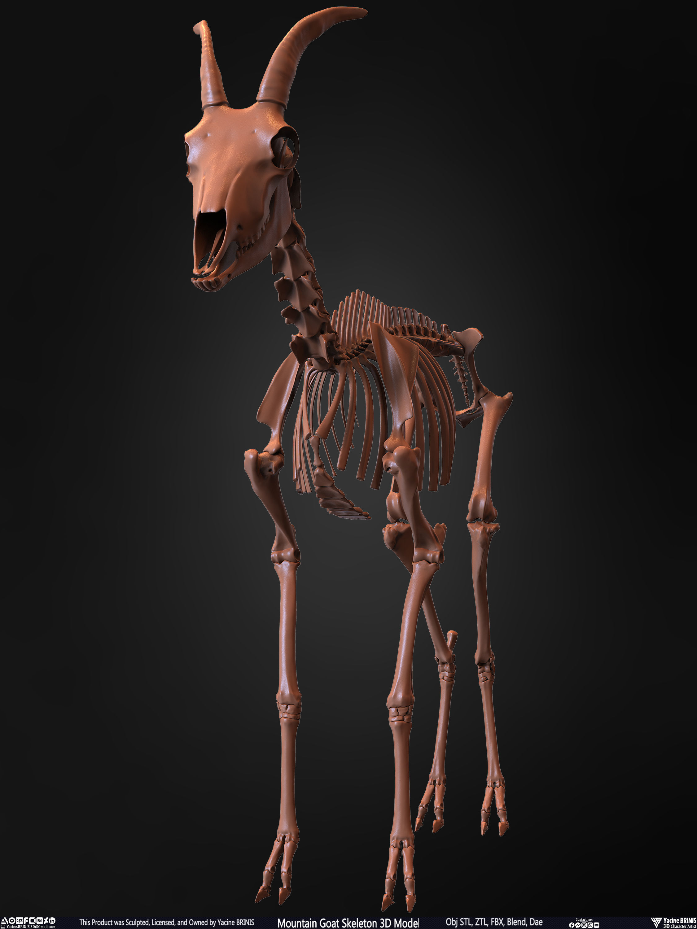 3D model Mountain Goat Skeleton 3D Model VR / AR / low-poly | CGTrader