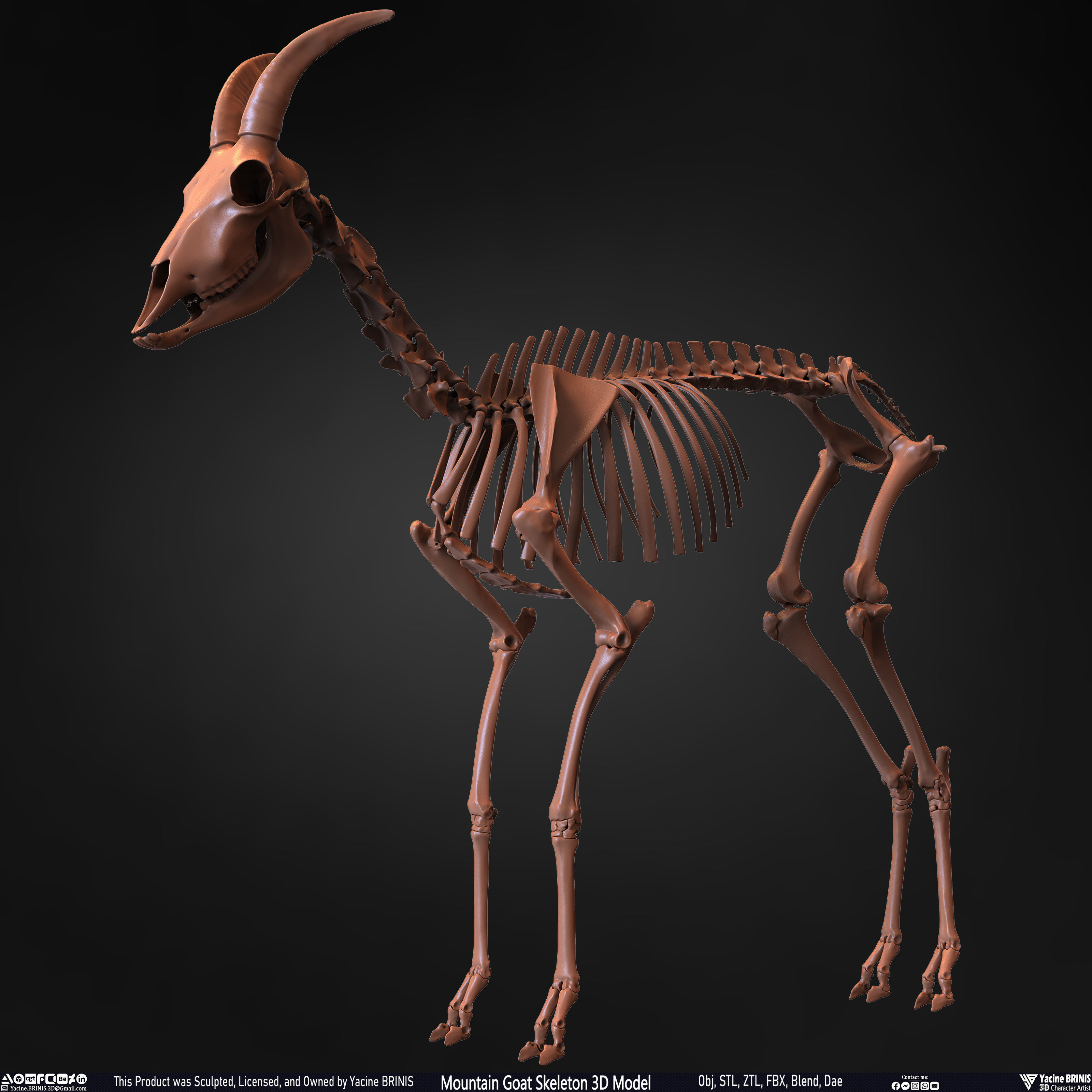 3D model Mountain Goat Skeleton 3D Model VR / AR / low-poly | CGTrader