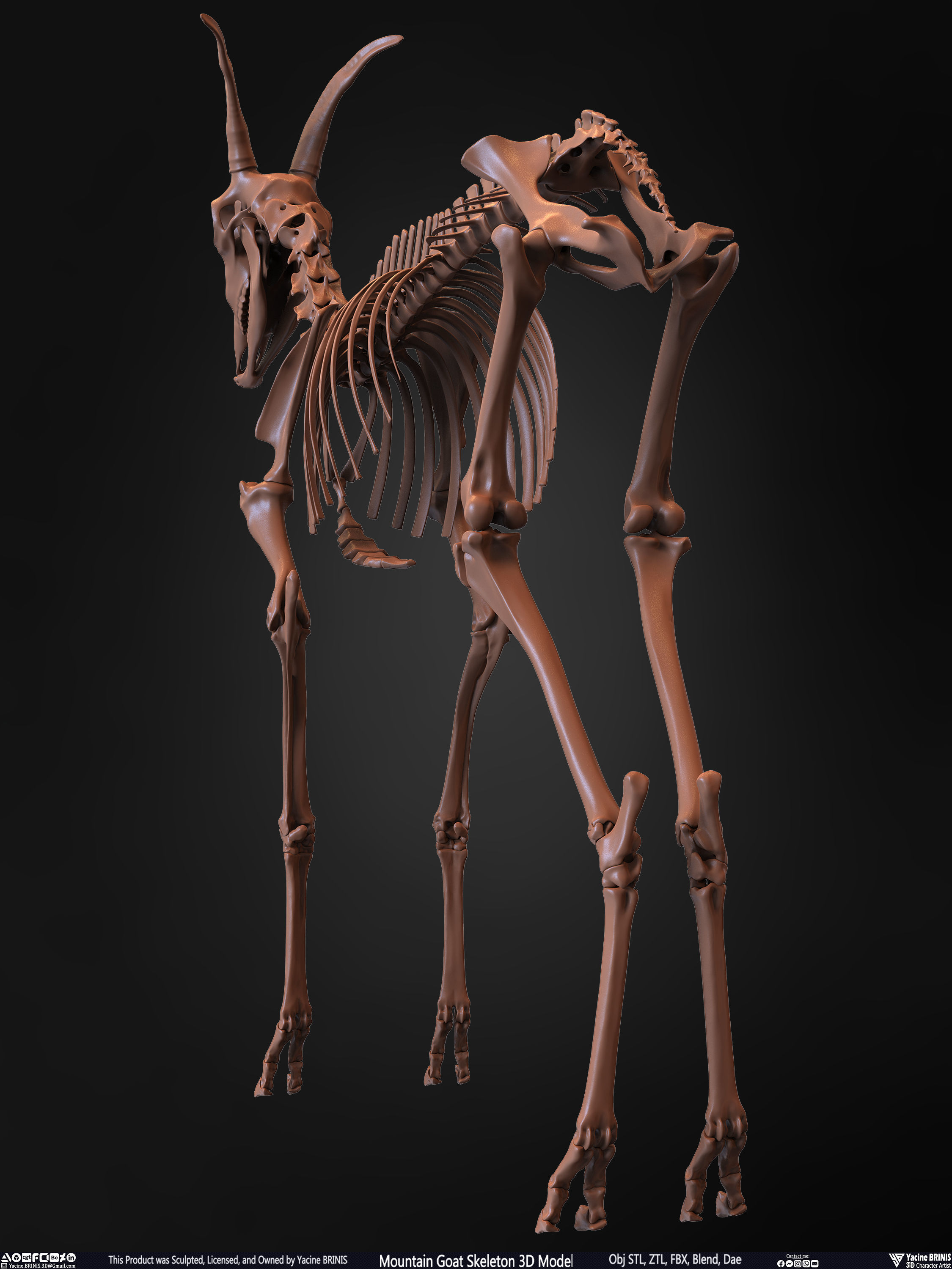 3D model Mountain Goat Skeleton 3D Model VR / AR / low-poly | CGTrader