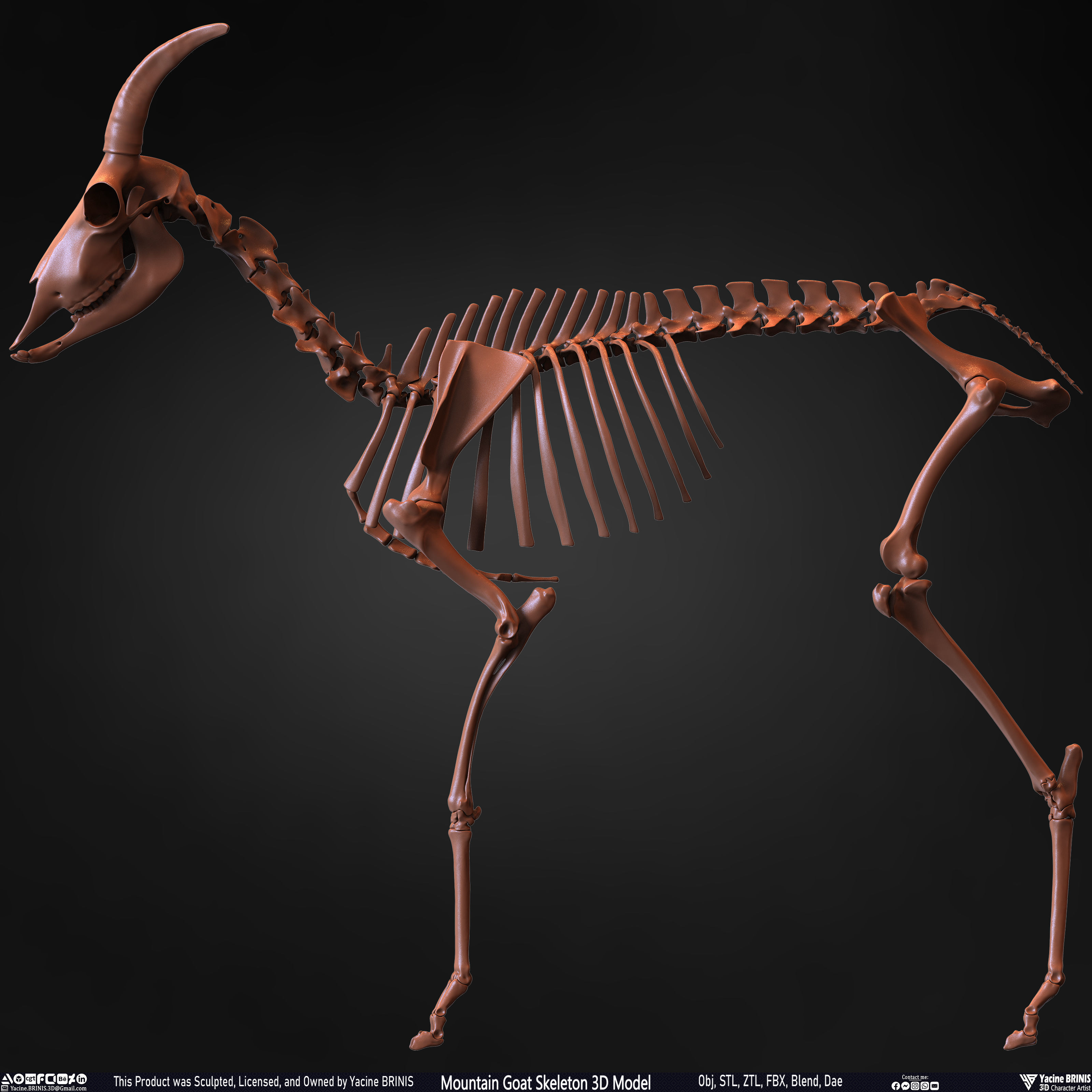3D model Mountain Goat Skeleton 3D Model VR / AR / low-poly | CGTrader